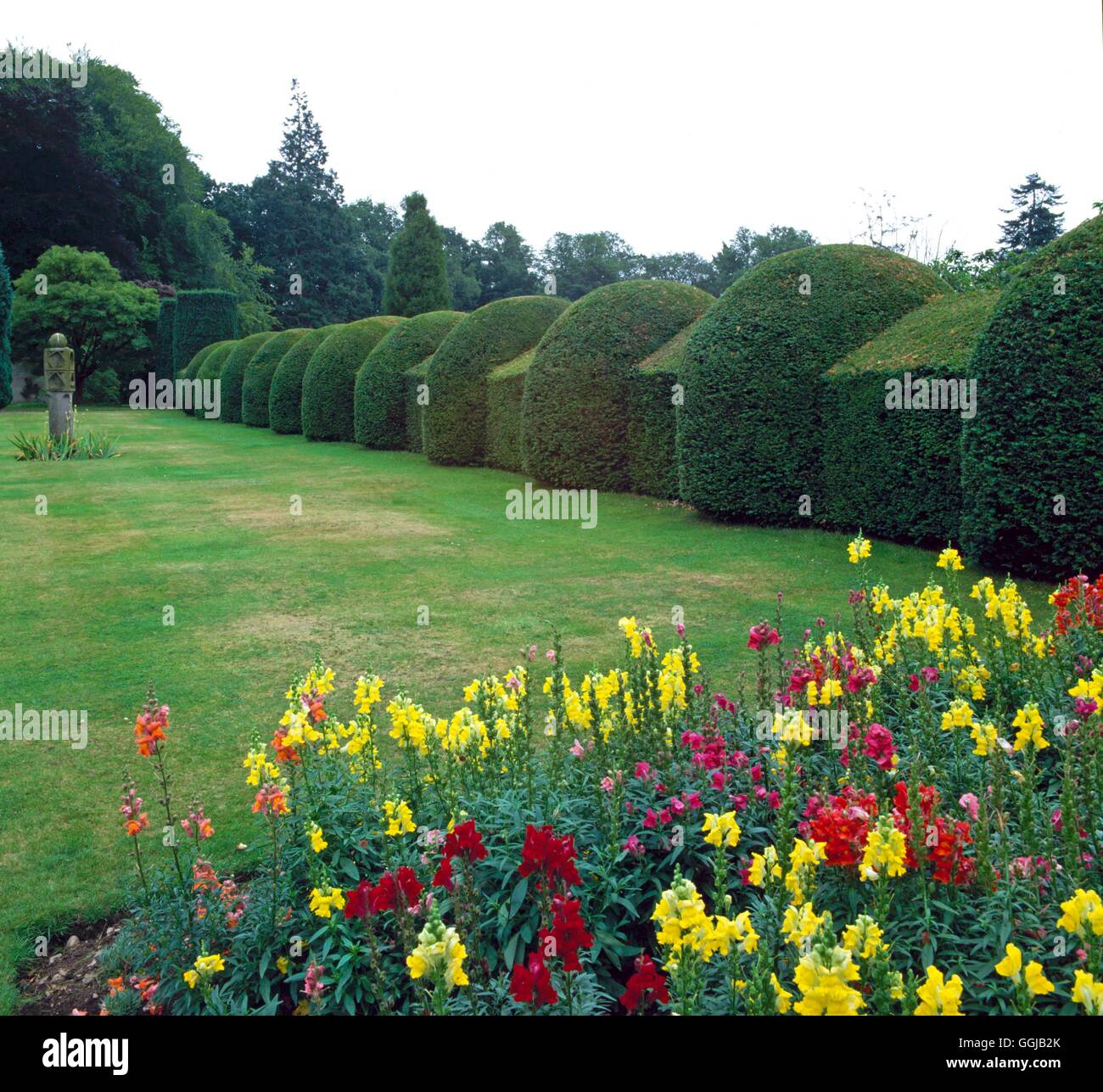 Hedge - of Taxus baccata Yew HED051433 /Photos Stock Photo - Alamy