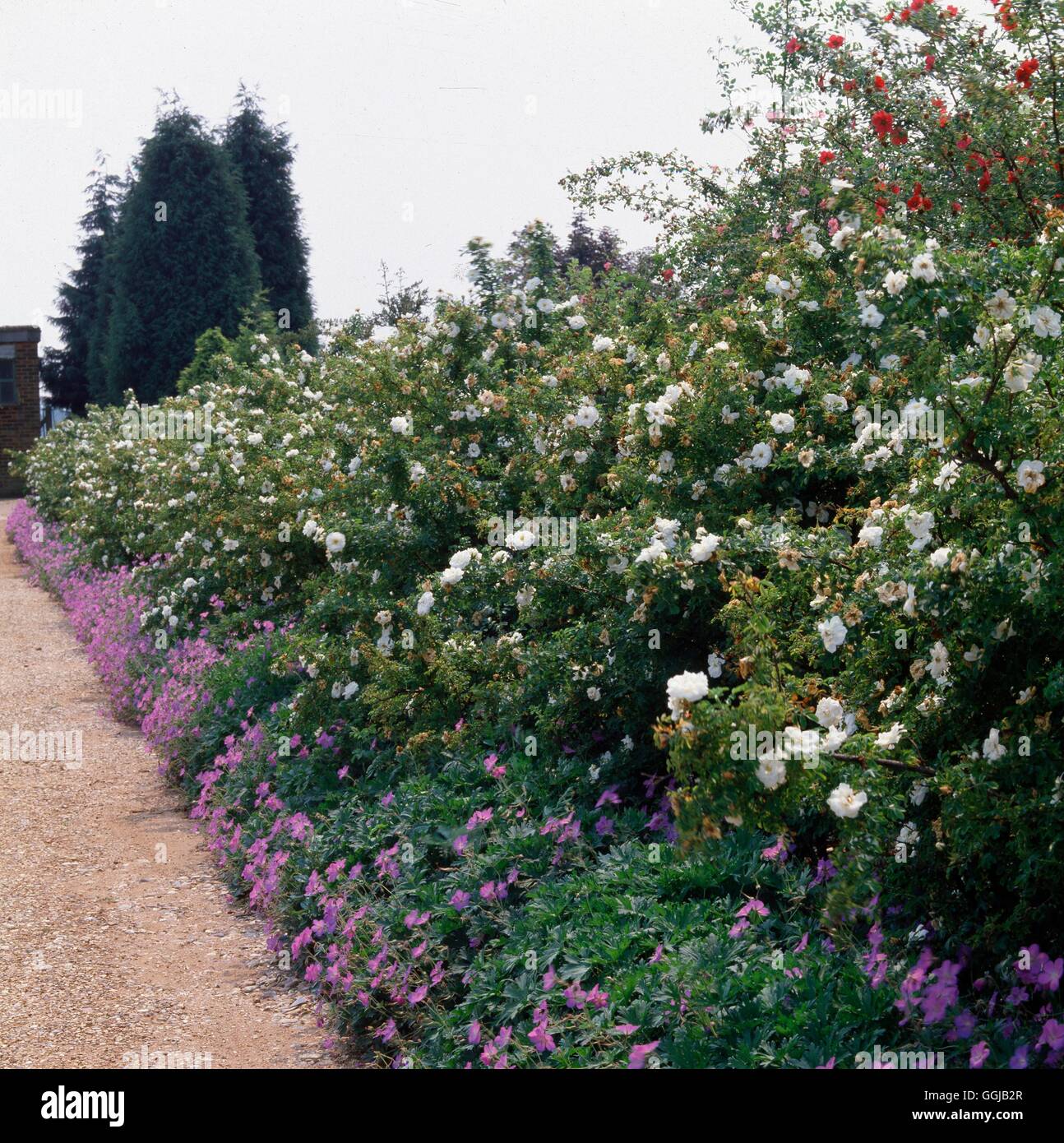 ROSA long hedge of white roses underplanted with blue geraniums. Date ...