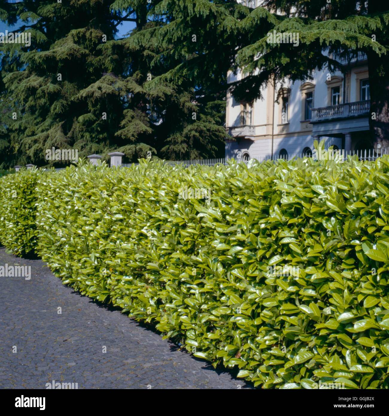 Cherry laurel hedge prunus laurocerasus hi-res stock photography and ...