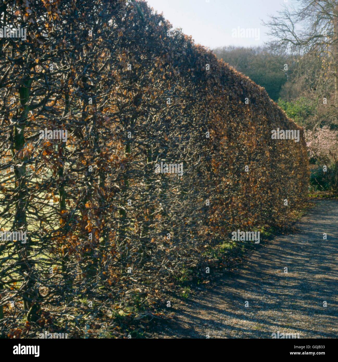 Hedge - of Fagus in Winter Beech HED059444 Stock Photo - Alamy