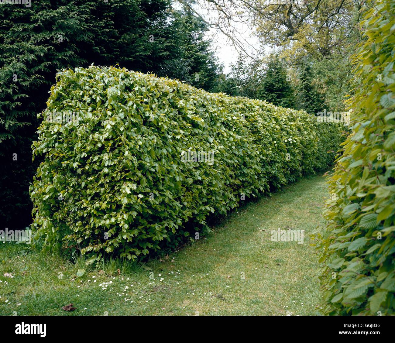 Hedge - of Fagus sylvatica - Beech HED068581 Stock Photo - Alamy