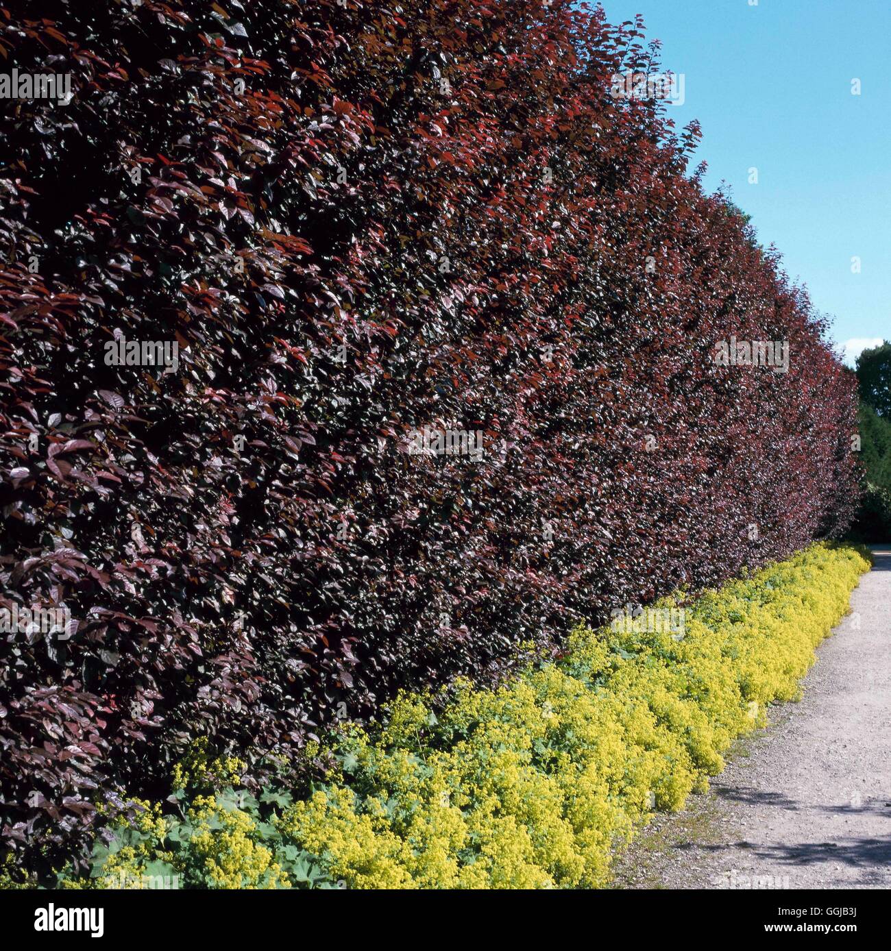 Hedge - of Prunus cerasifera 'Pissardii'- underplanted with Alchemilla ...