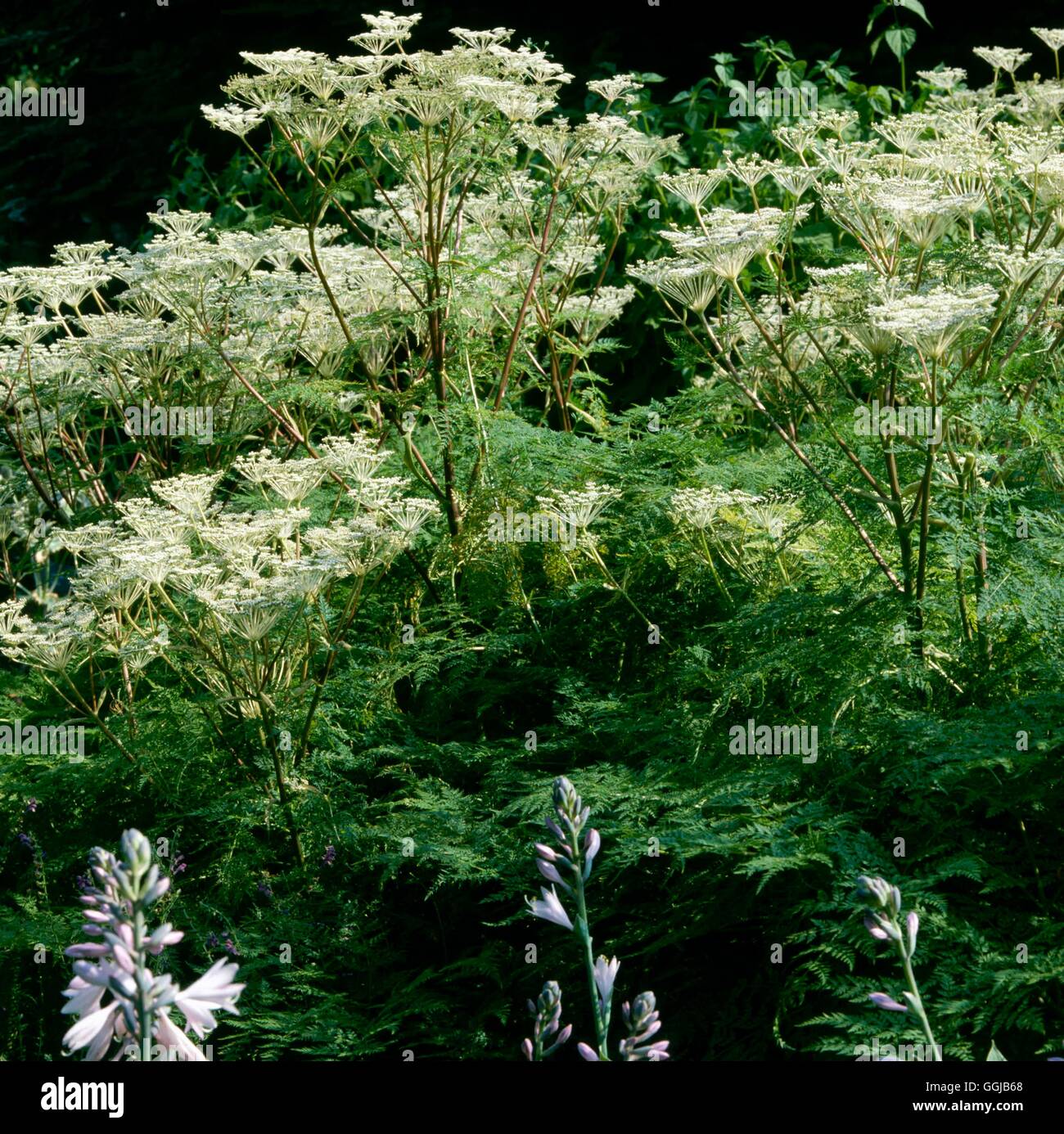 Sweet Cicely- - (Myrrhis odorata) HER016177 Stock Photo - Alamy