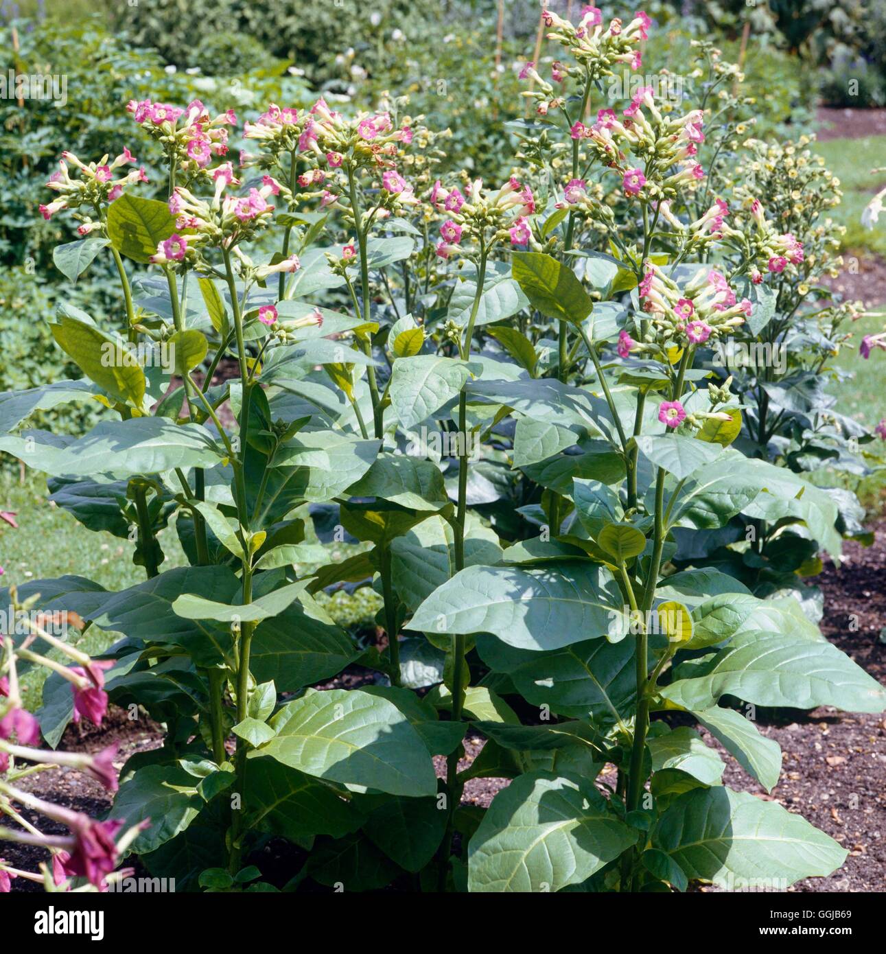 Nicotiana tobacco hi-res stock photography and images - Alamy