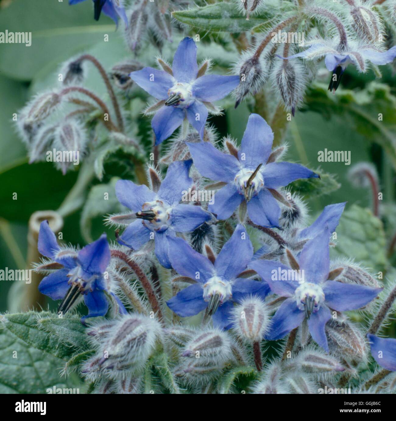 Borage - (Borago officinalis) HER022220 Stock Photo - Alamy