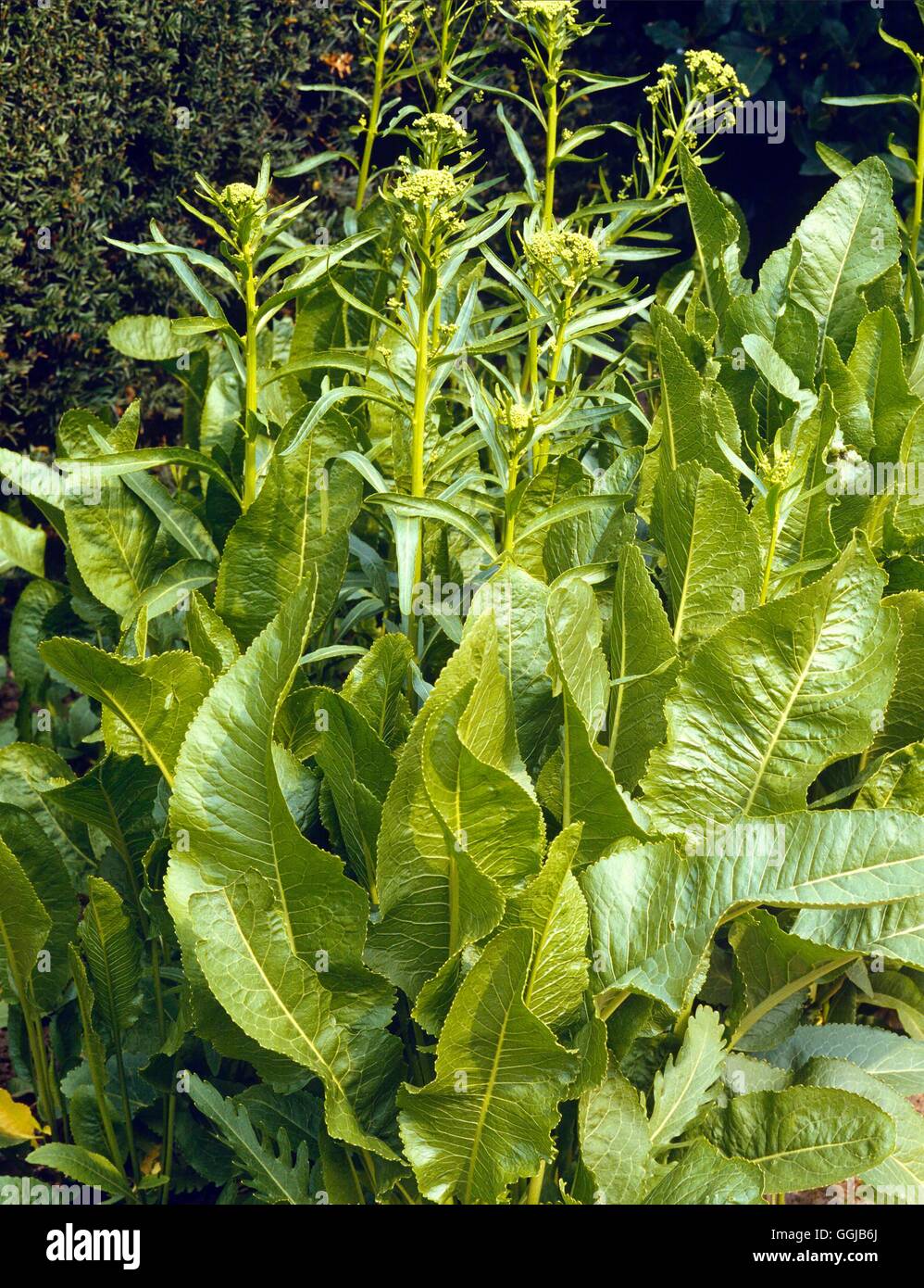 Armoracia Rusticana High Resolution Stock Photography and Images - Alamy