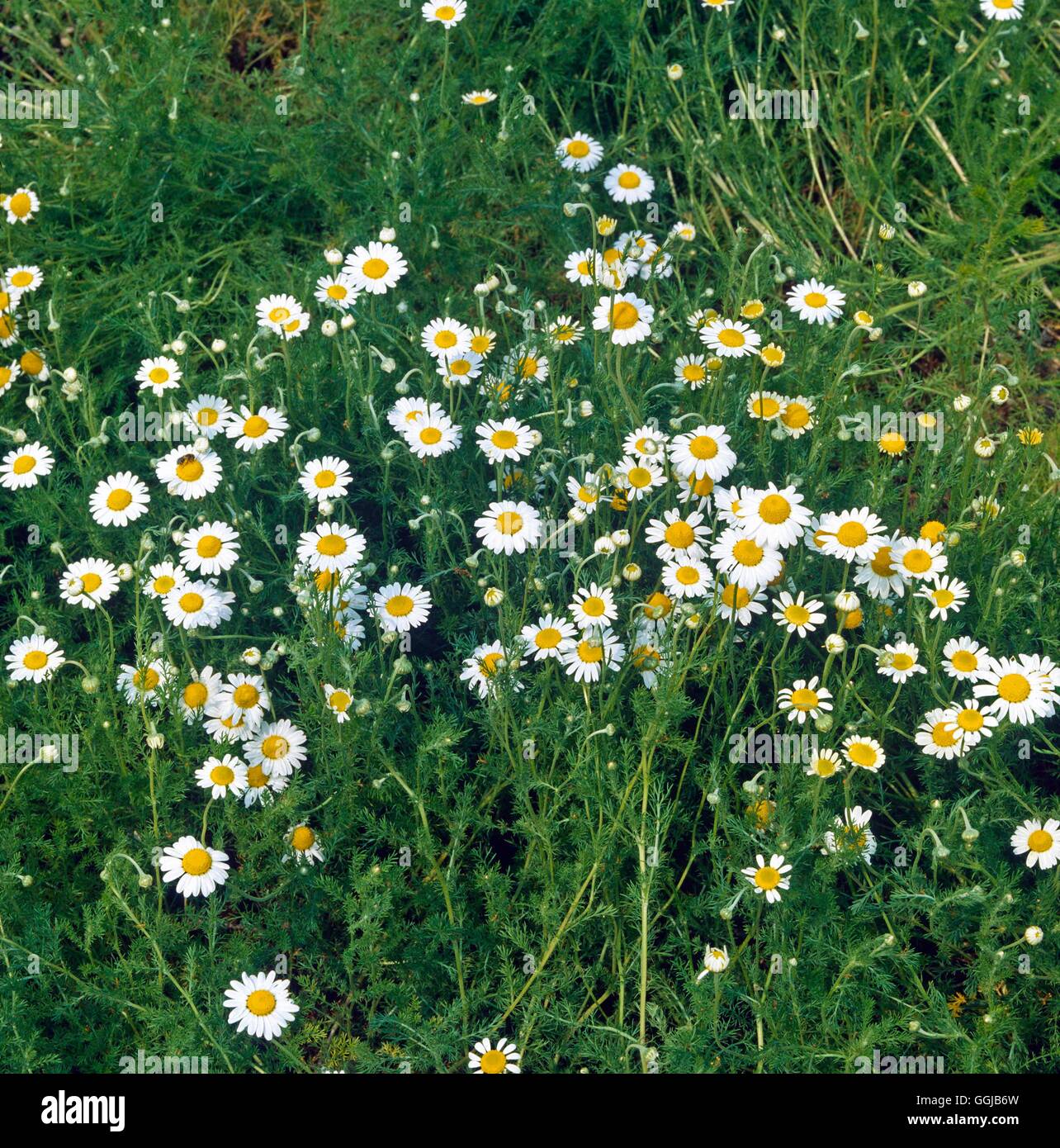 Anthemis nobilis hi-res stock photography and images - Alamy