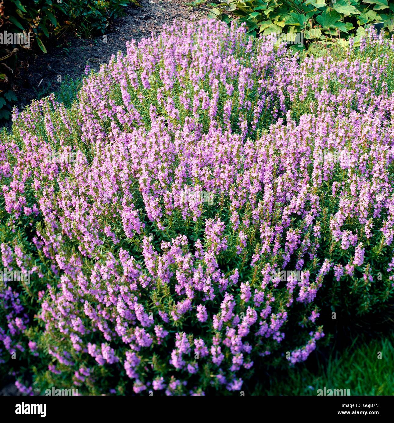 Hyssop hi-res stock photography and images - Alamy