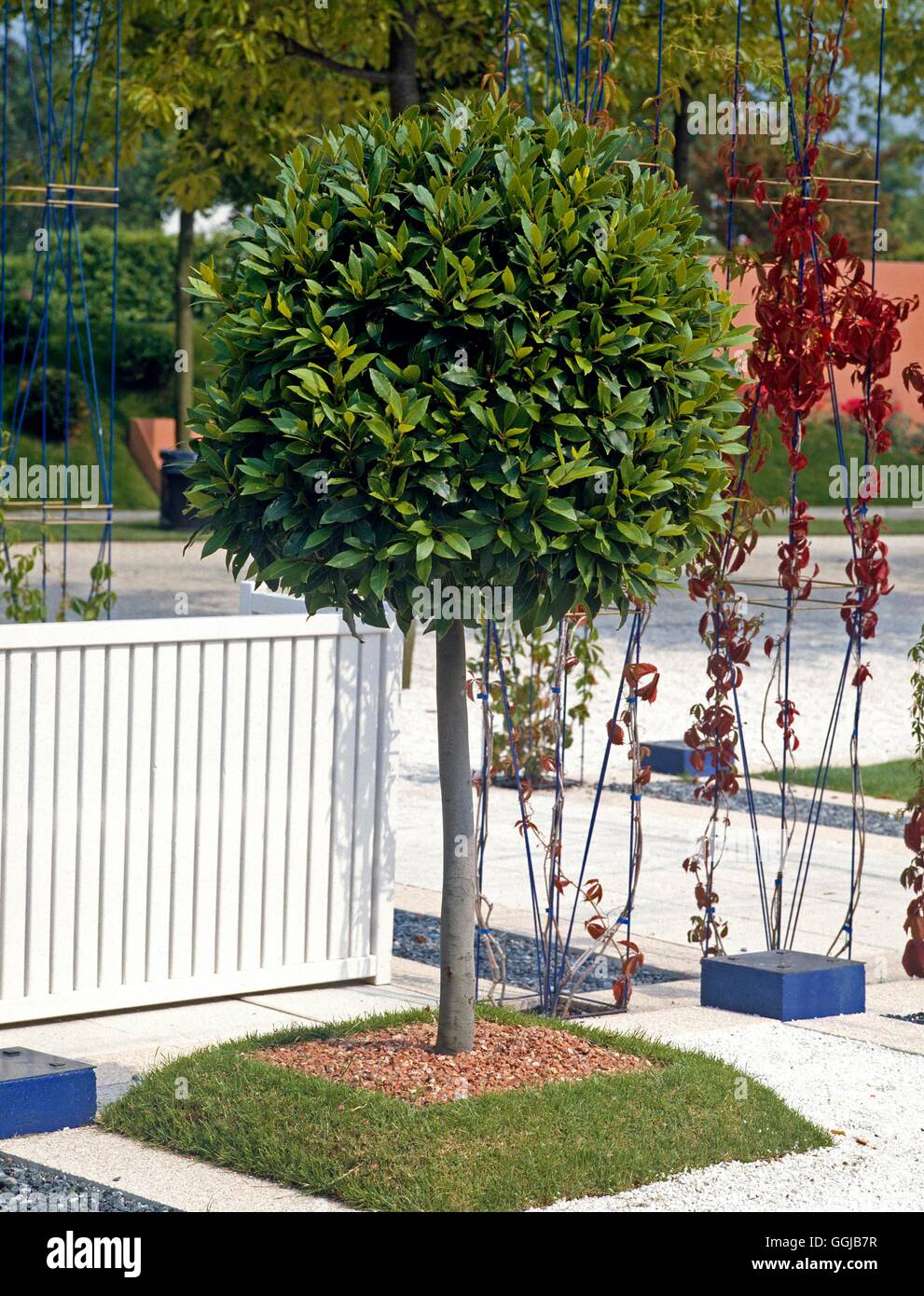 Bay tree laurus nobilis standard hi-res stock photography and images ...