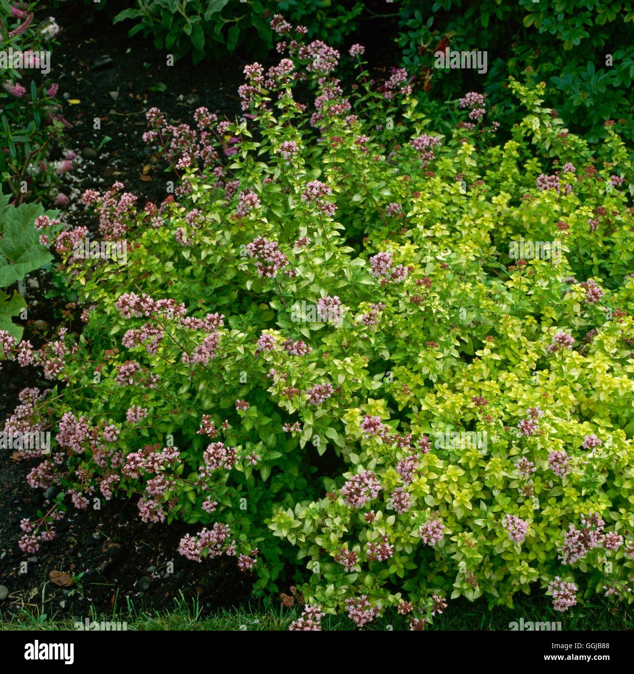 Marjoram - Wild- Golden Form - (Origanum onites `Aureum') HER049801 ...