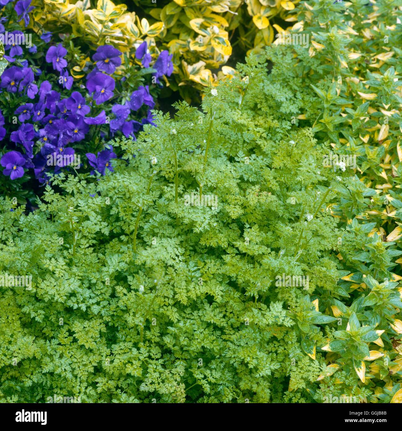 Chervil - (Anthriscus cerefolium) HER050429 Stock Photo - Alamy