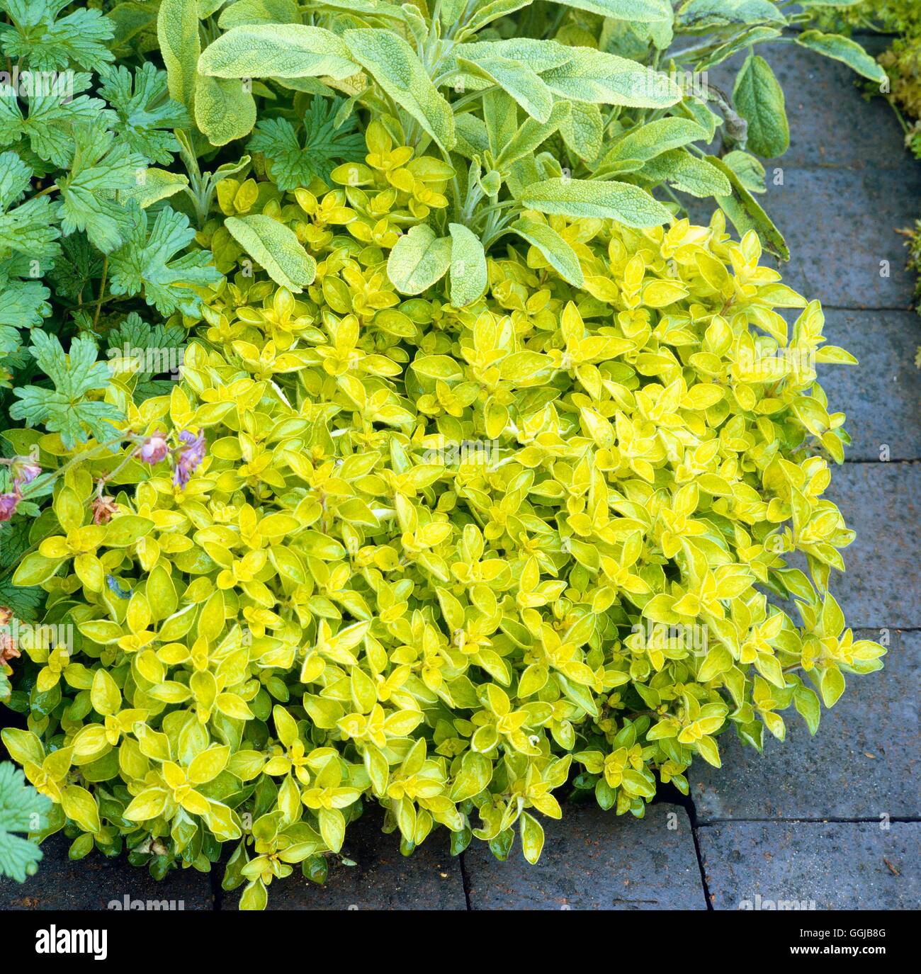 Marjoram - Pot- Golden Form - (Origanum onites `Aureum') HER050457 ...