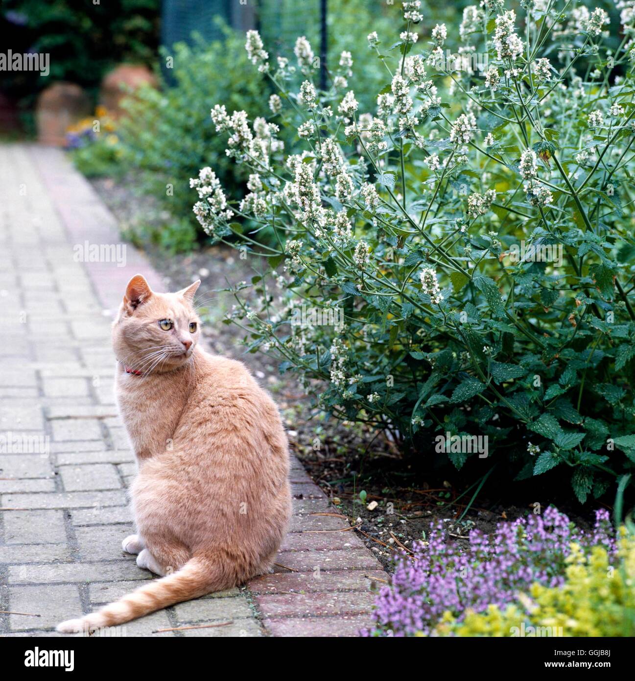 Catmint - Wild - also known as Catnip (Nepeta cataria)""""" HER051681 Stock Photo - Alamy