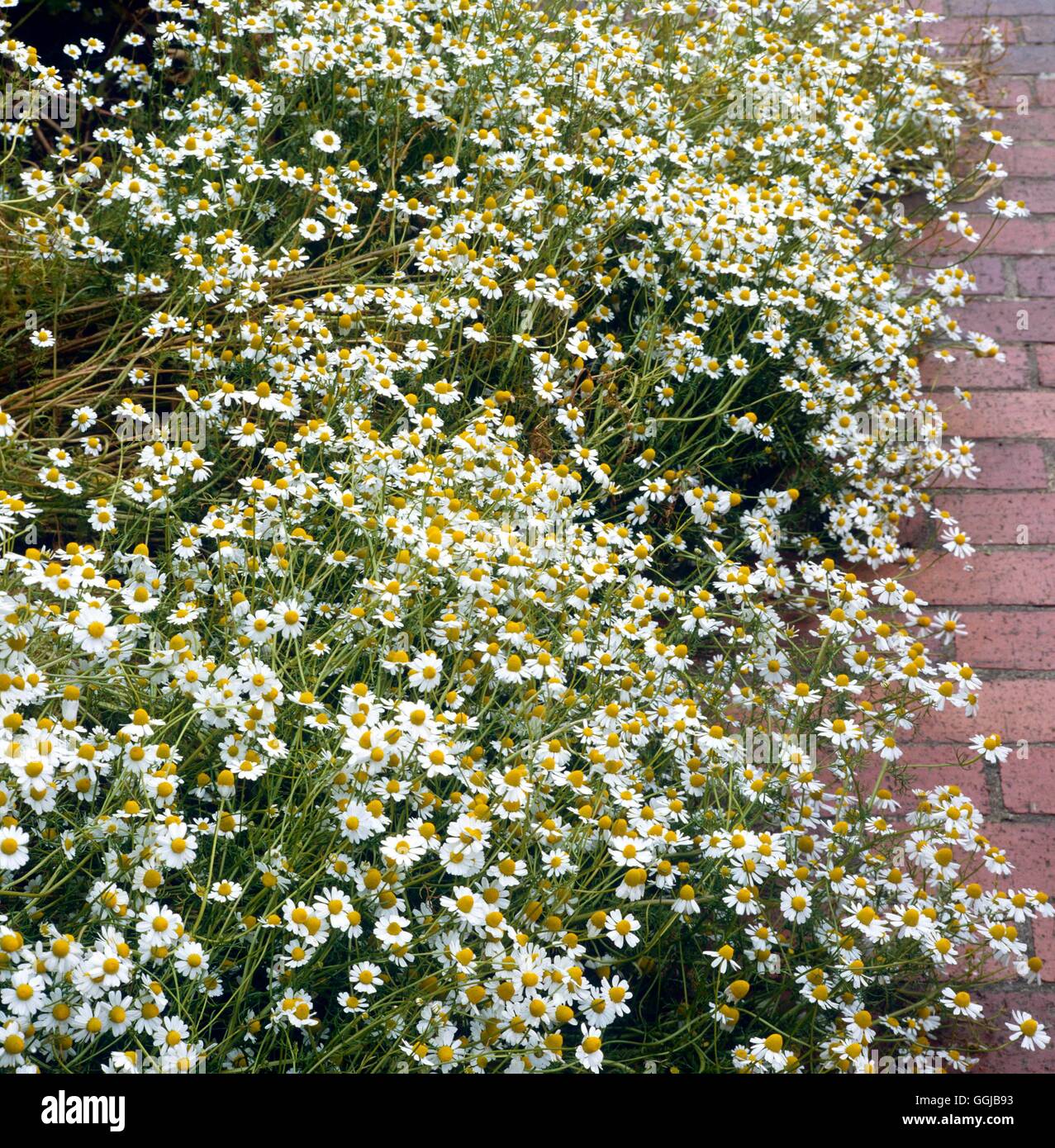 False chamomile hi-res stock photography and images - Alamy