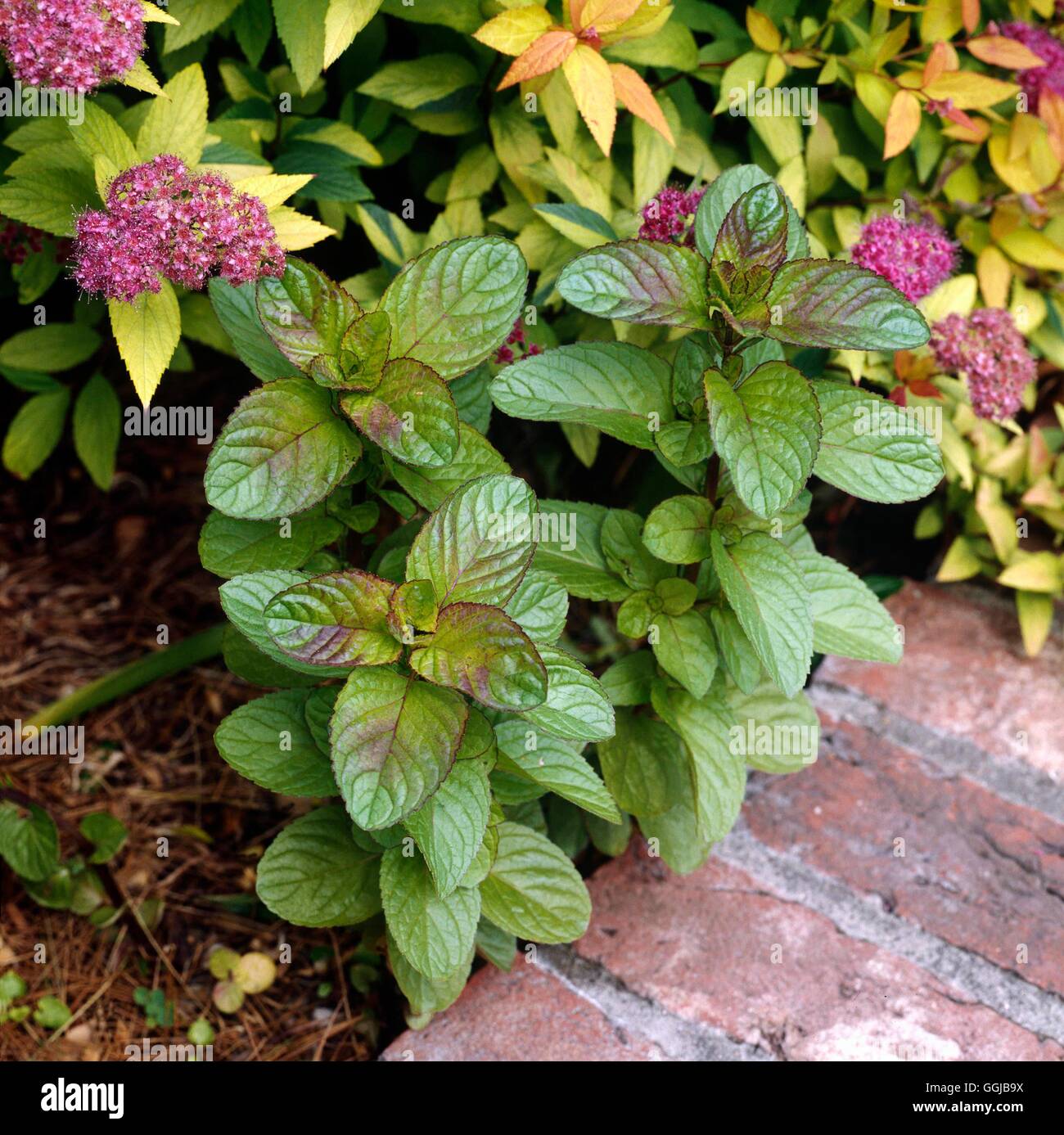 Menthaxpiperita hi-res stock photography and images - Alamy