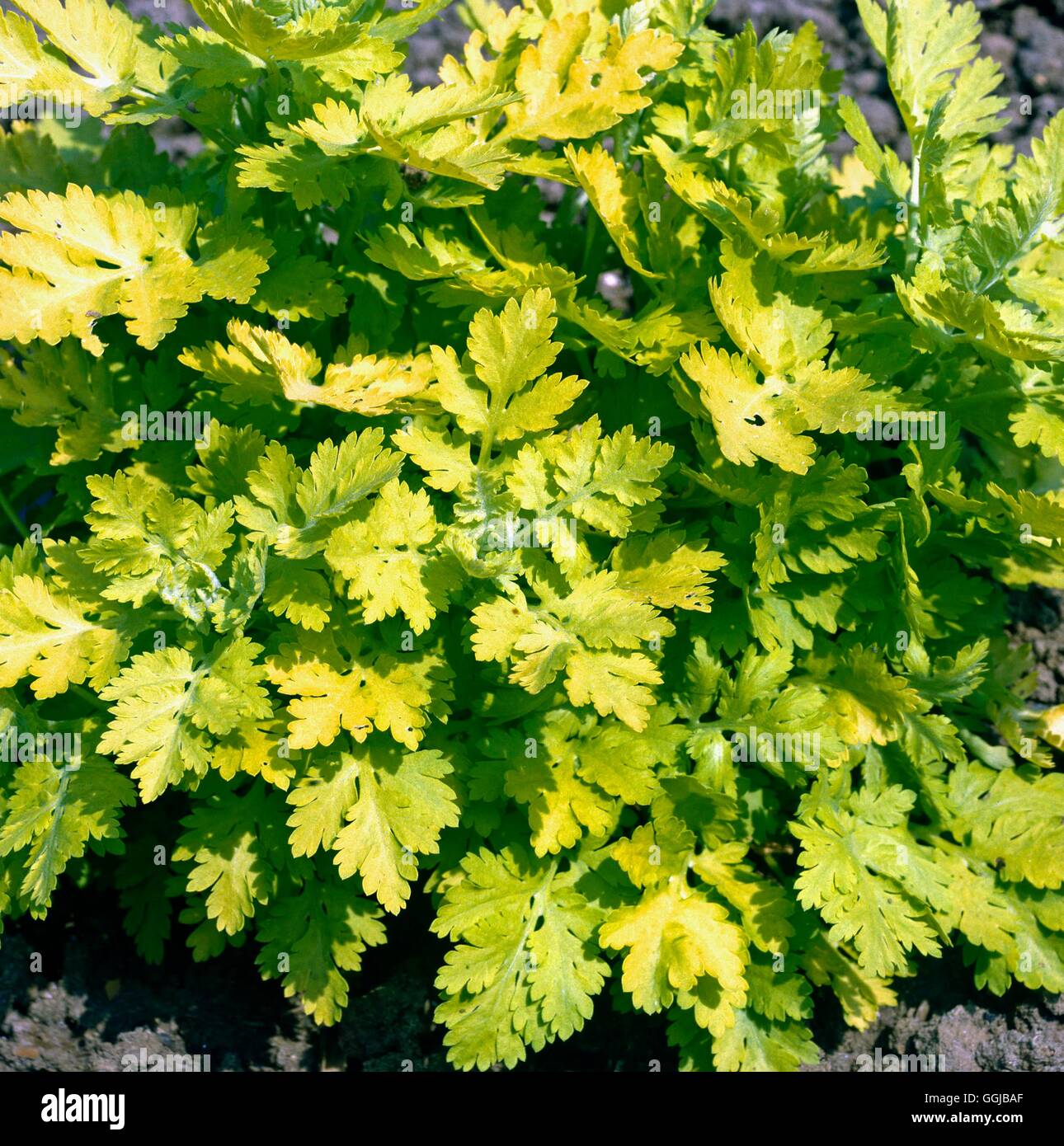 Feverfew - Golden - (Tanacetum parthenium `Aureum') HER076968 Stock ...