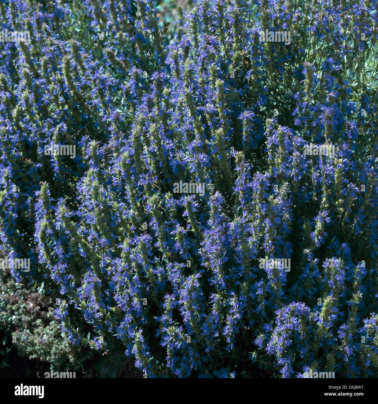 Hyssop herb hi-res stock photography and images - Alamy