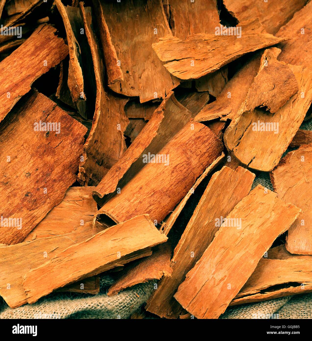 Cinnamom - Ceylon - (Cinnamomum zeylanicum) HER101308 Stock Photo - Alamy
