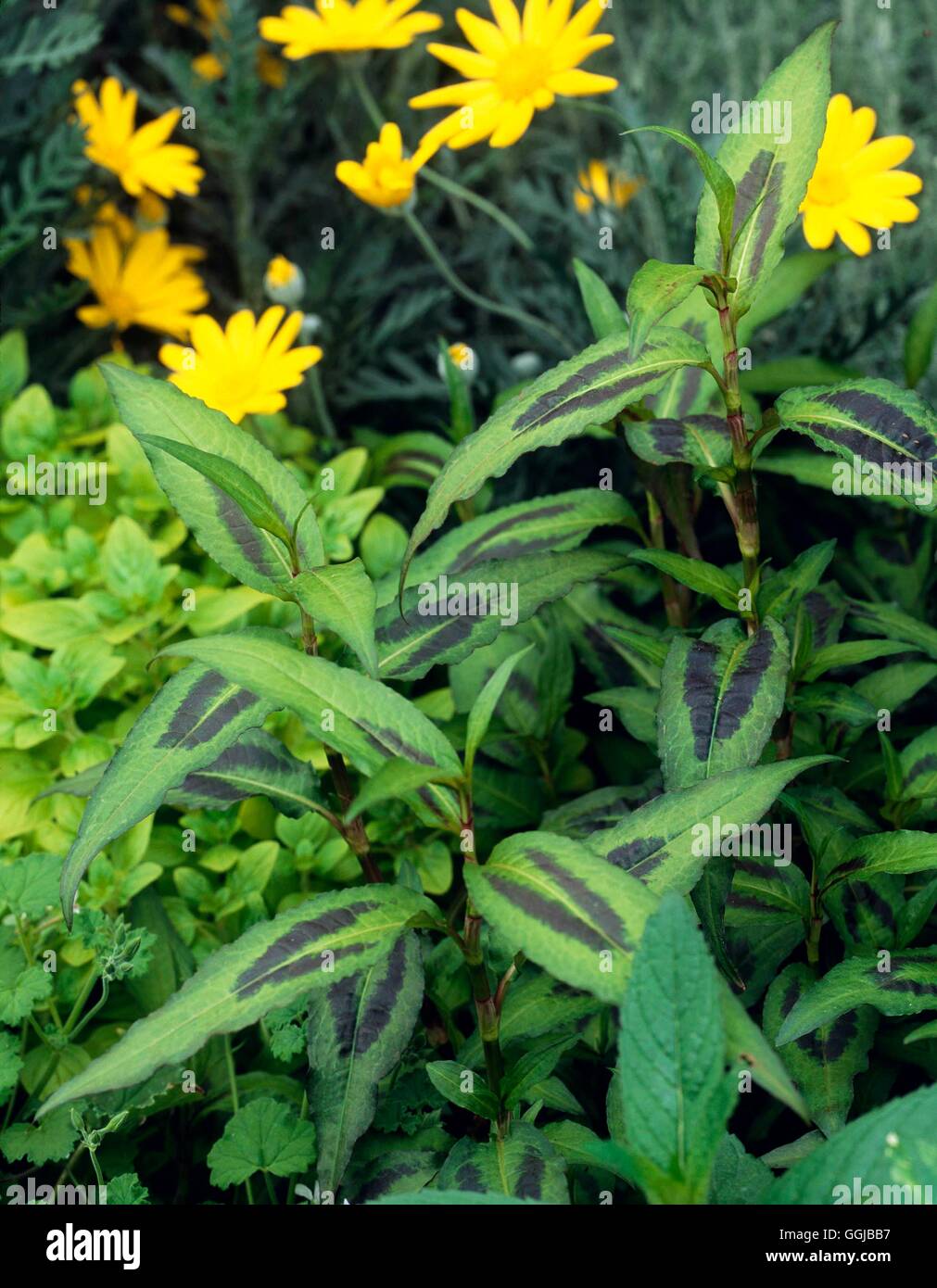 Odoratum hi-res stock photography and images - Alamy