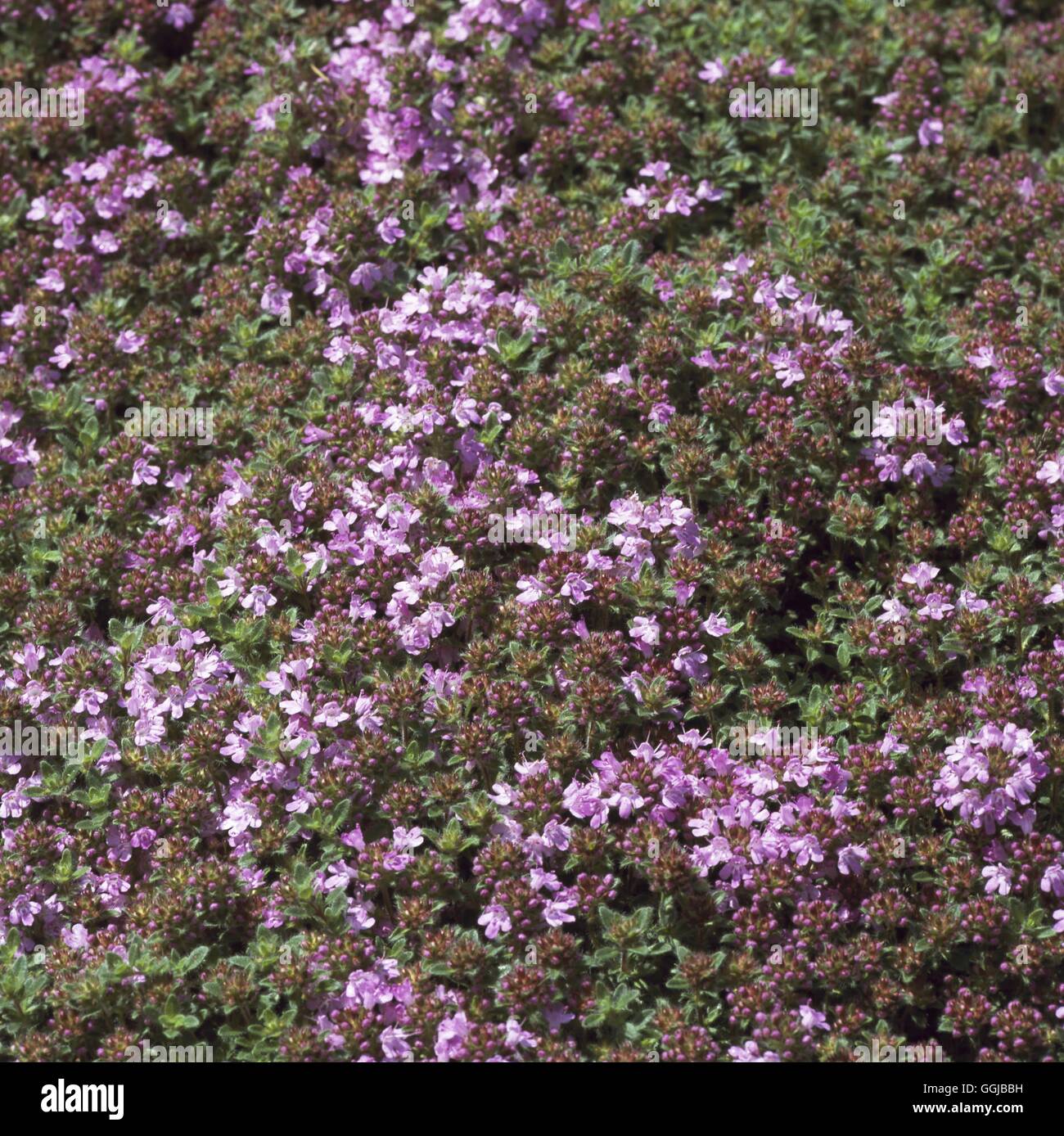 Thyme - Woolly- - Thymus pseudolanuginosus HER111303 Stock Photo - Alamy