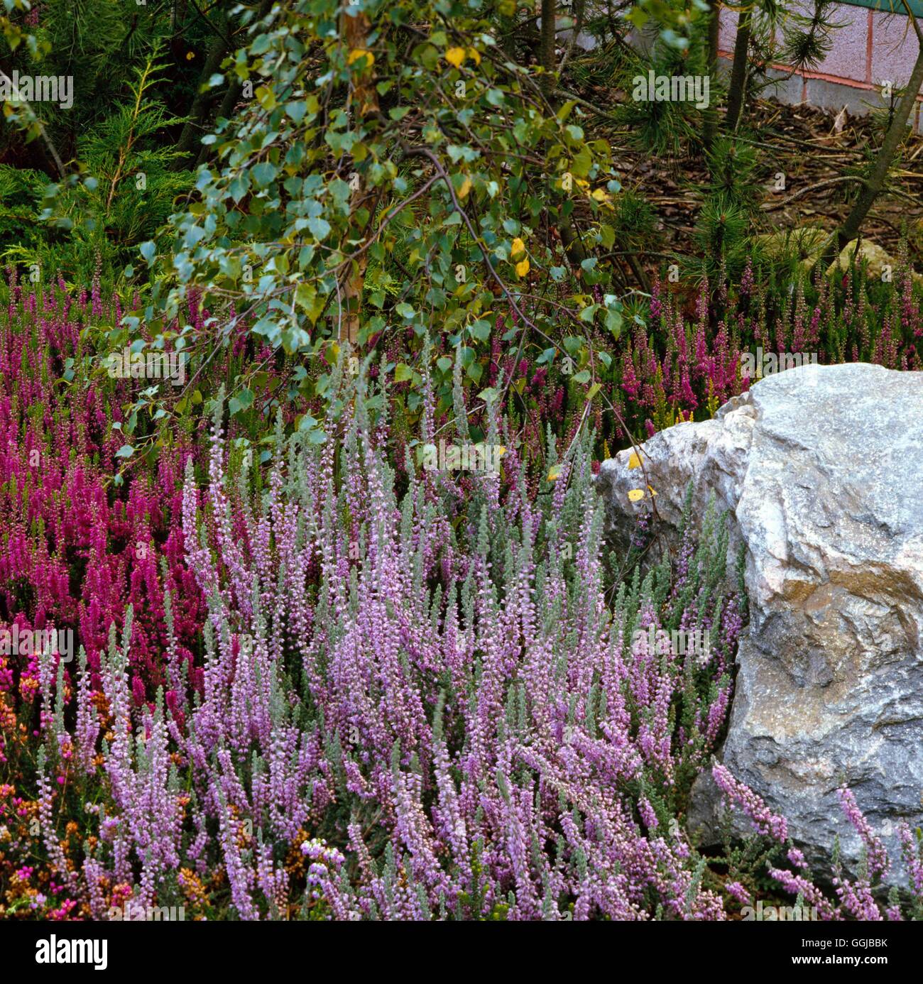 Heathers garden hi-res stock photography and images - Alamy