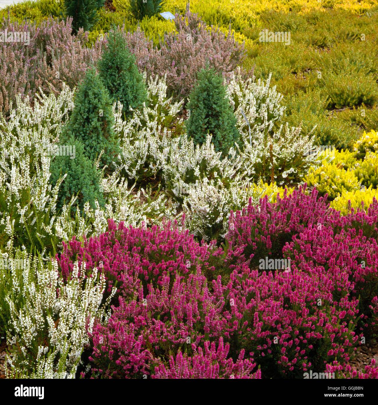 Heather Garden - in Autumn with Callunas (September) HGD026042 Stock ...