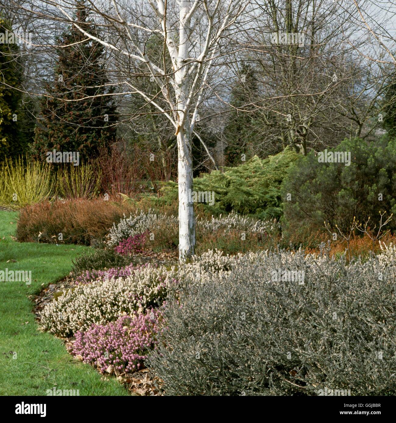 Heather Garden - Erica carnea varieties (Winter-flowering) HGD033200 ...