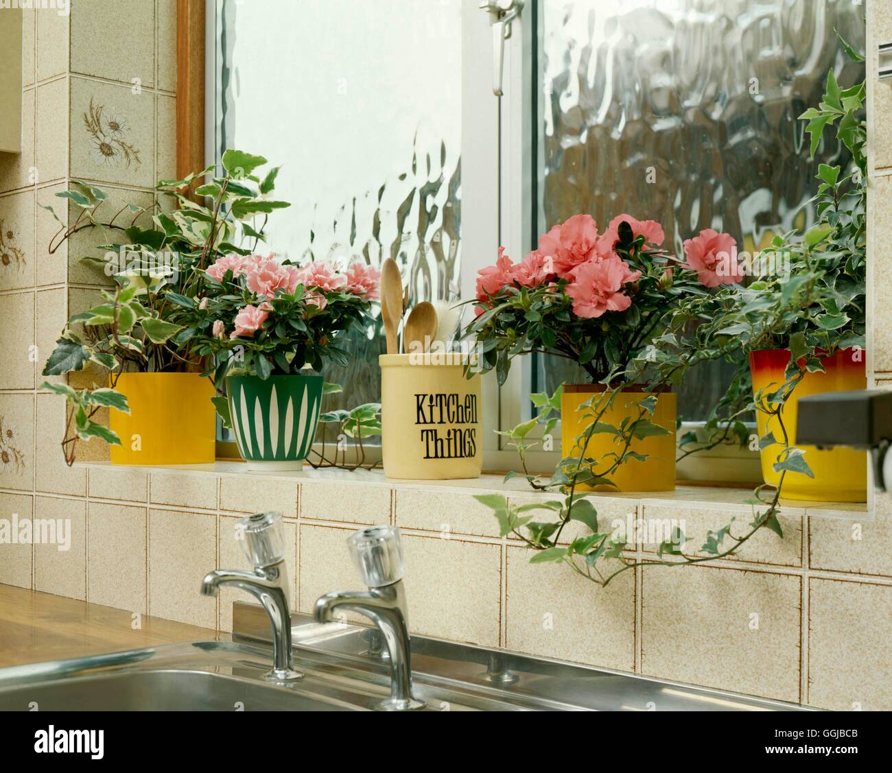 Houseplants in Situ - Kitchen - Hedera (Ivy) and Azaleas HIS039613 ...