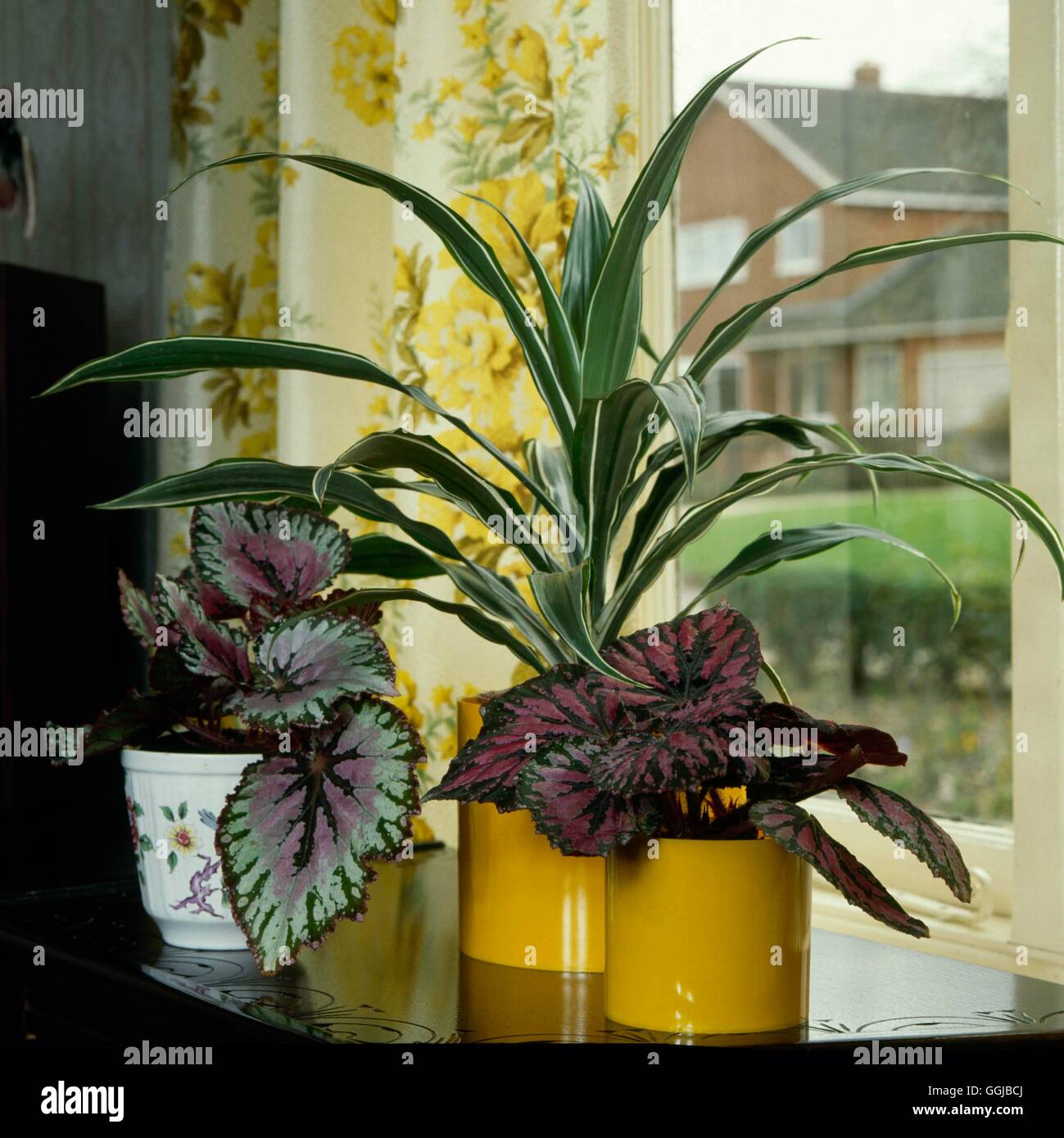 Photos of begonias hi-res stock photography and images - Alamy