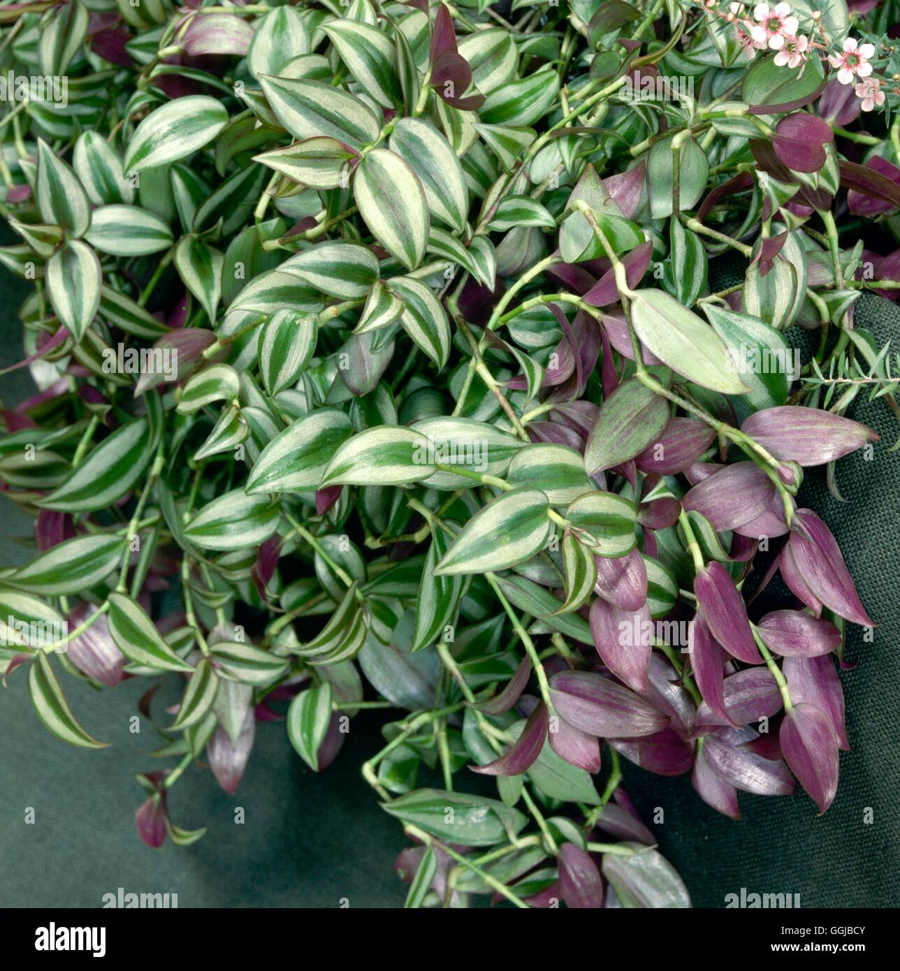 Tradescantia zebrina - showing purple undersides of leaves Silvery Inch ...