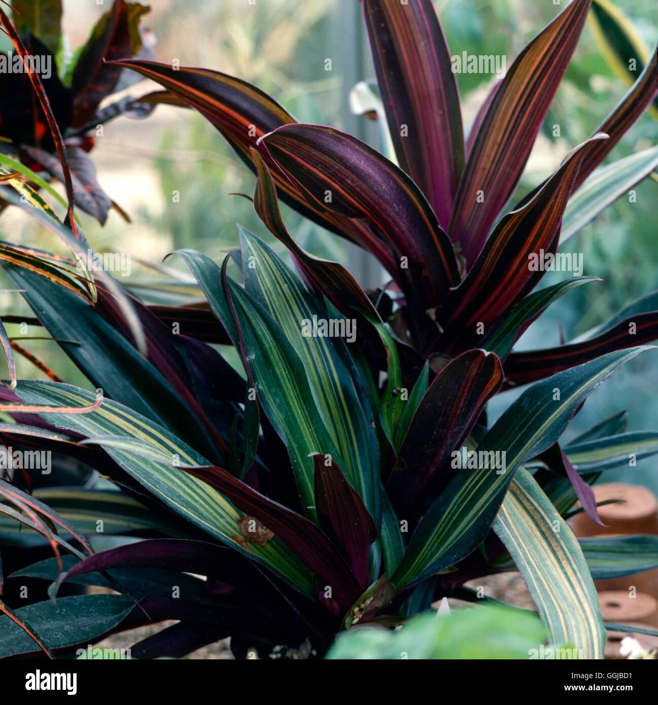 Tradescantia spathacea - `Vittata' (Syn Rhoeo spathacea `Vittata ...