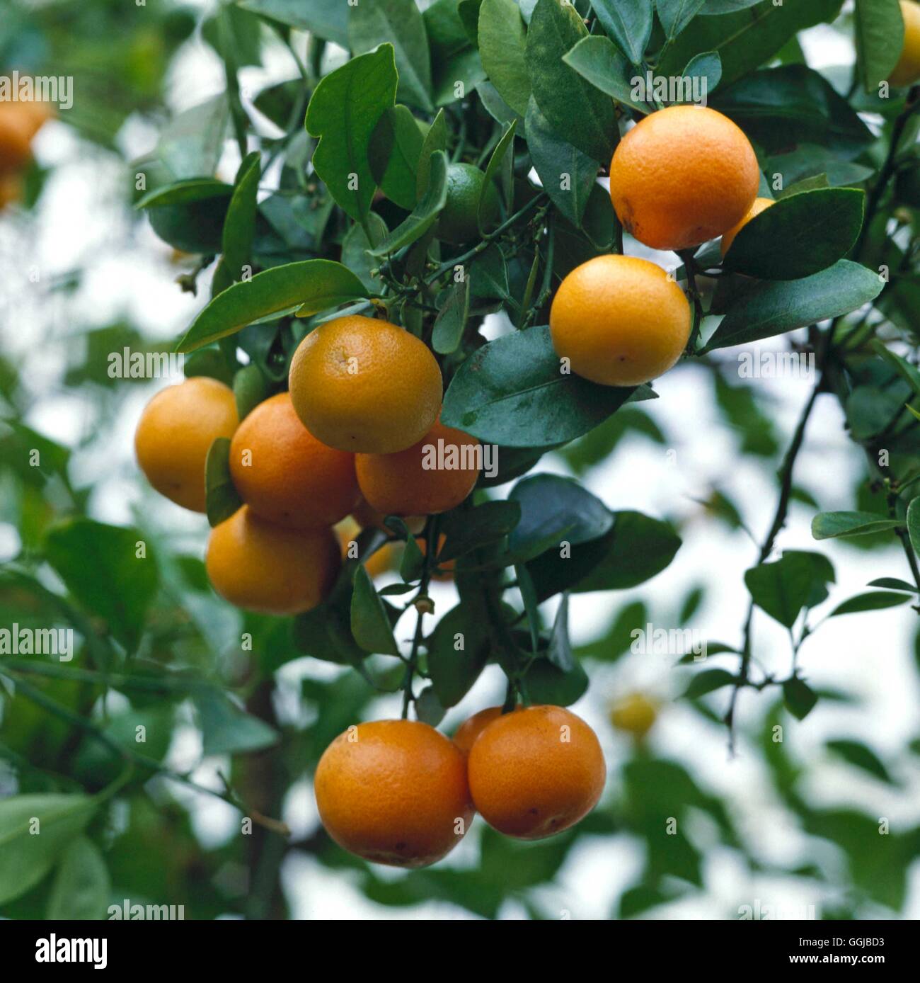 X Citrofortunella microcarpa - (Syn: Citrus mitis) Calamondin Orange ...