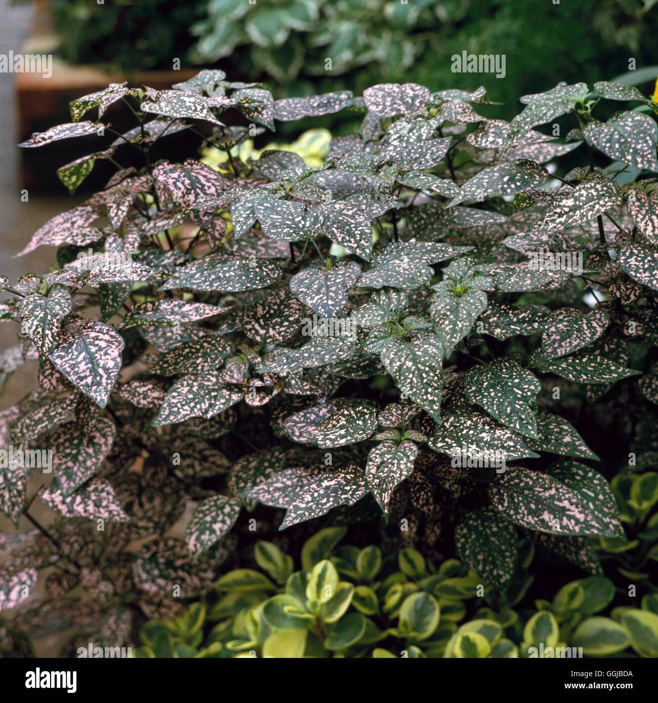 Hypoestes Phyllostachya High Resolution Stock Photography and Images ...