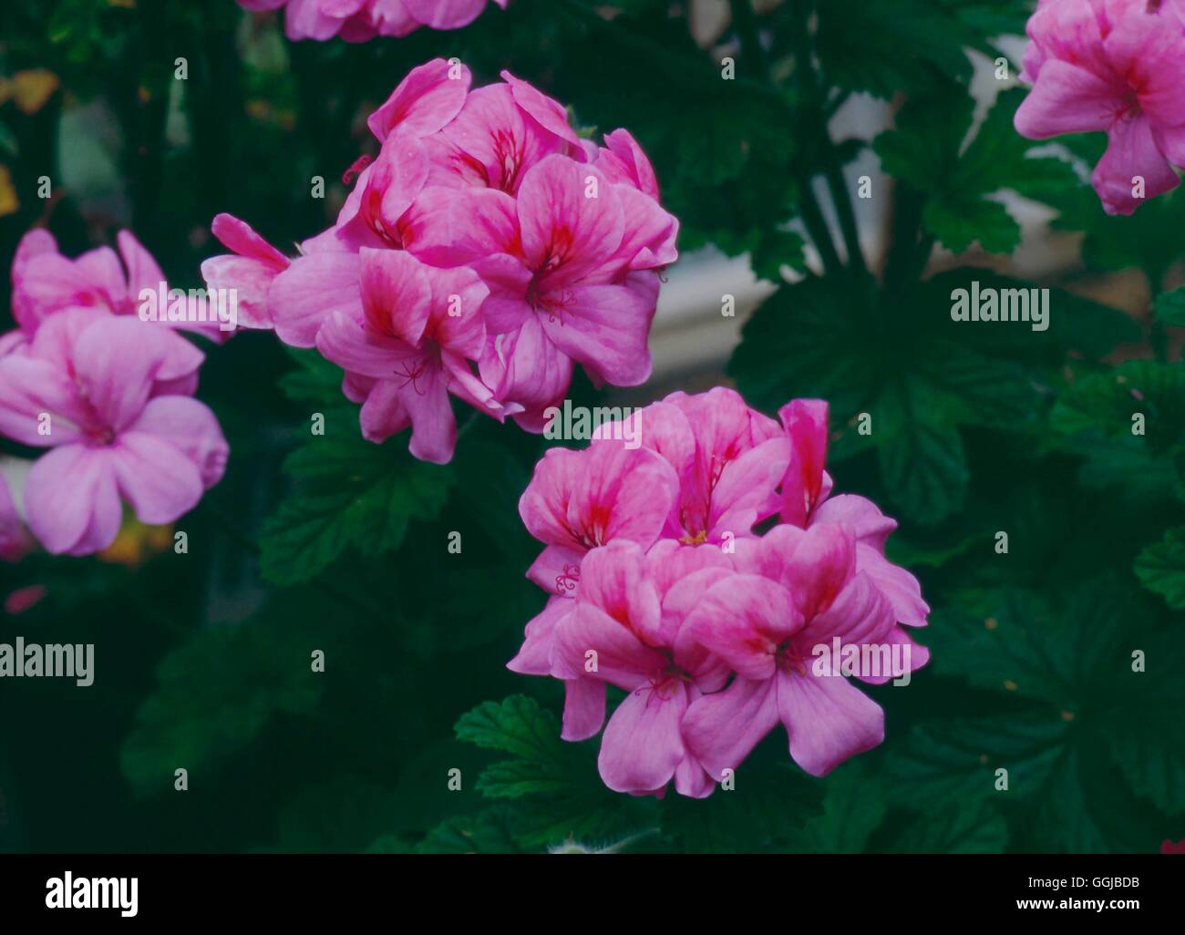 Pelargonium - `Clorinda' - (Rose Scented) HPS001470 Stock Photo - Alamy