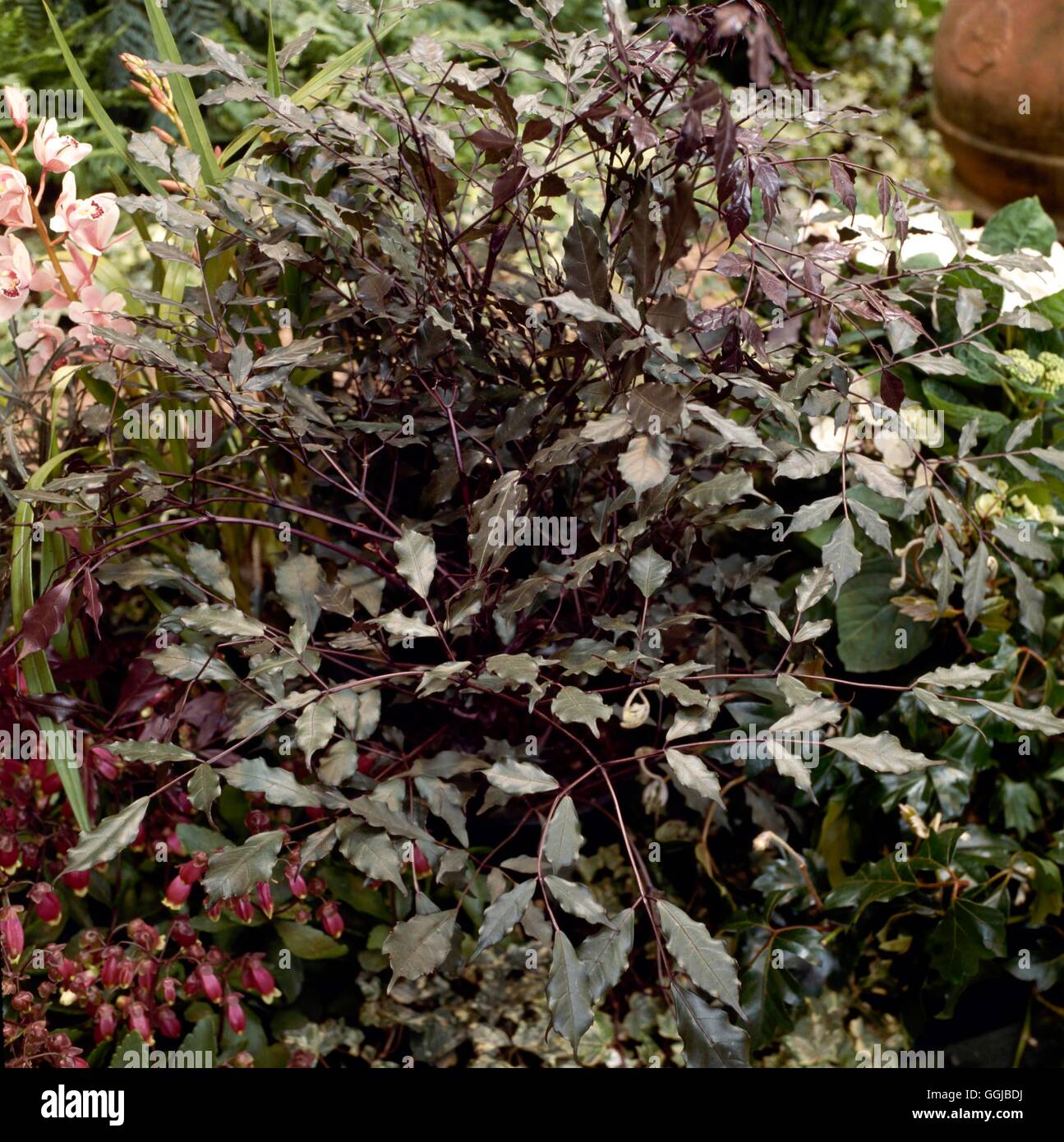 Leea coccinea - `Burgundy' HPS005597 Stock Photo - Alamy