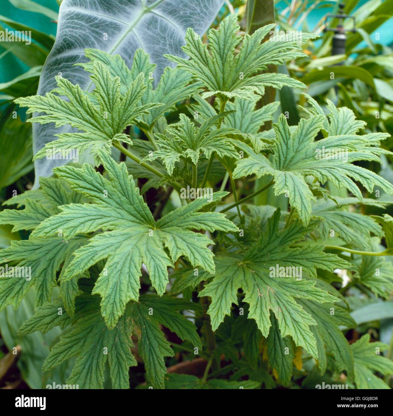 Pelargonium - `Mabel Grey' - Lemon Scented Geranium HPS007420 Stock ...