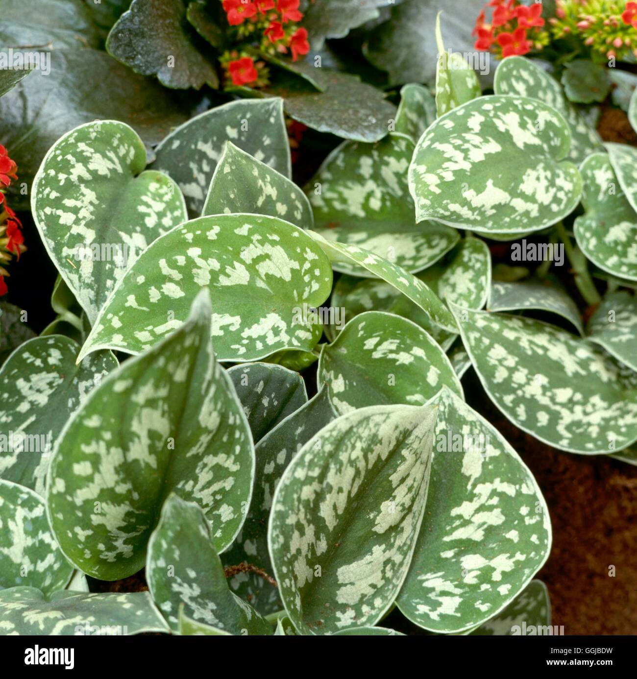 Scindapsus pictus - `Argyraeus' - Satin Potho HPS008739 Stock Photo - Alamy