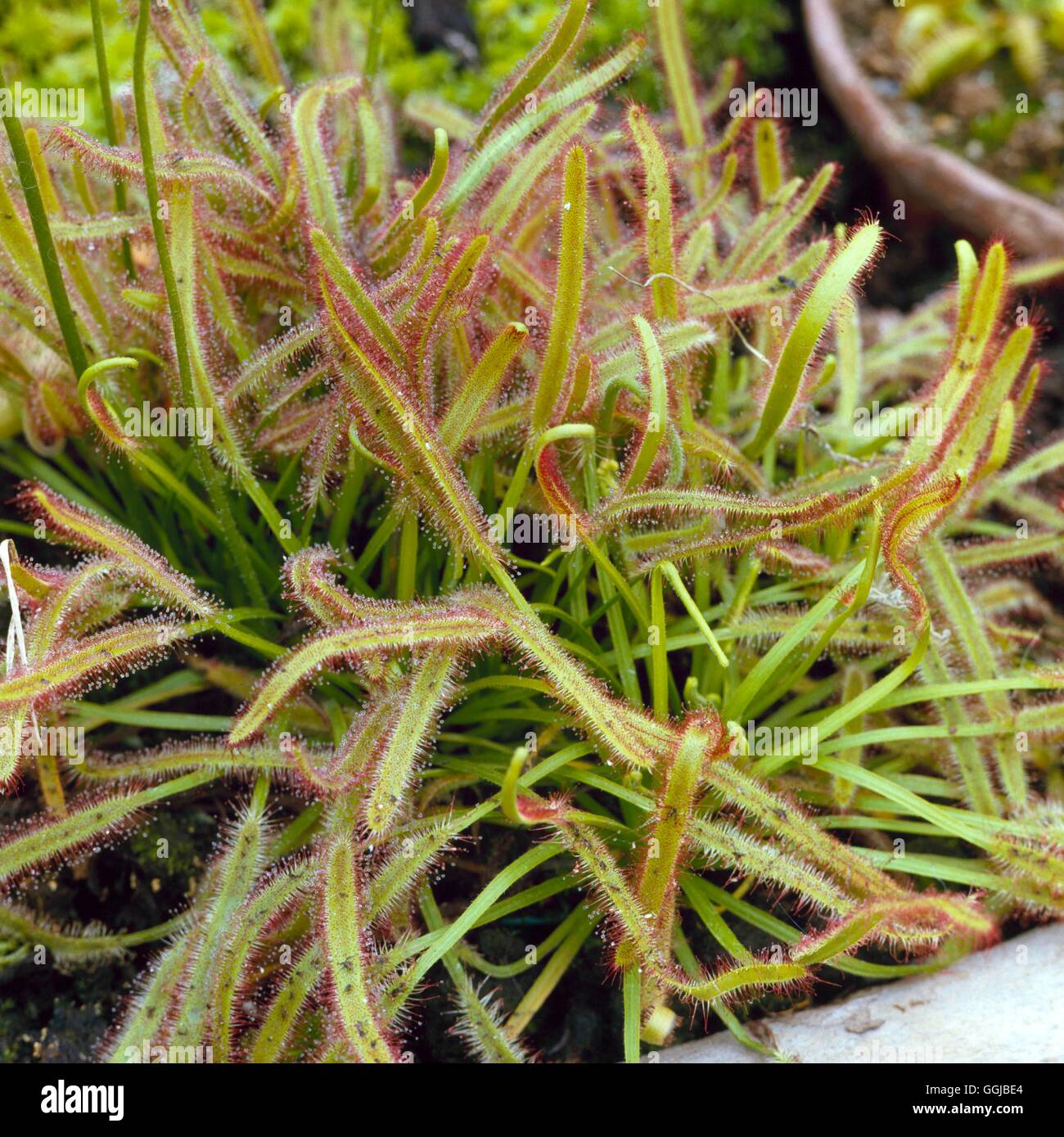 Carnivorous Plants: - Drosera capensis HPS009022 Stock Photo - Alamy