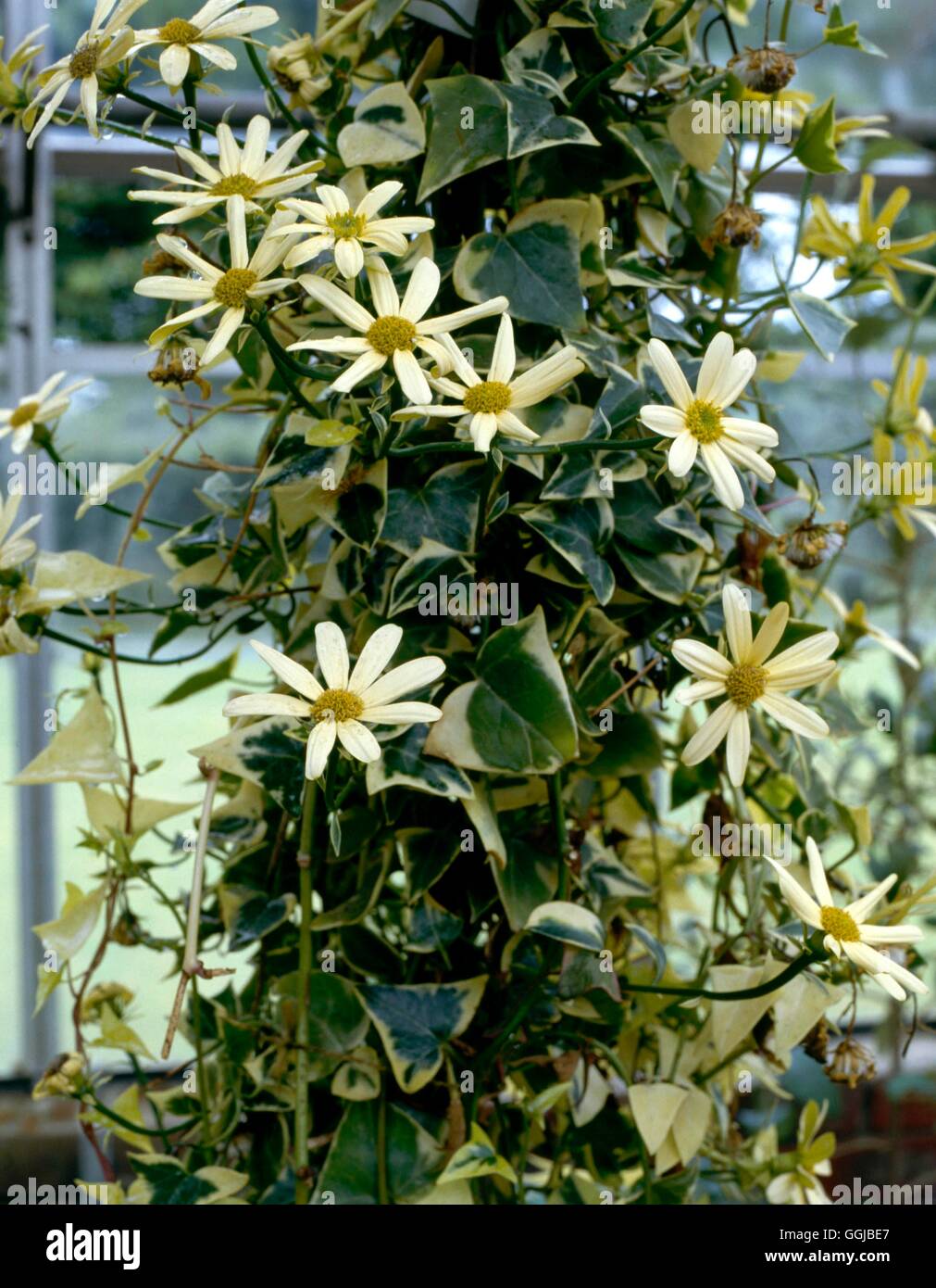 Senecio macroglossus - `Variegatus' Natal Ivy ""Wax Vine""" HPS009272 ...