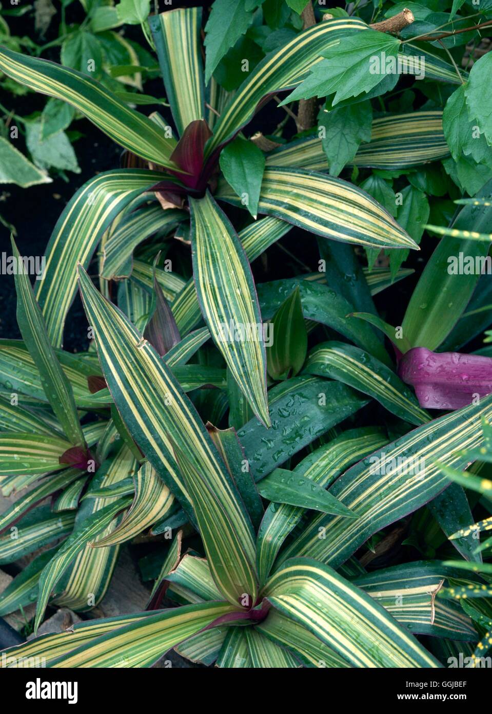 Tradescantia spathacea - `Vittata' (Syn Rhoeo spathacea `Vittata ...