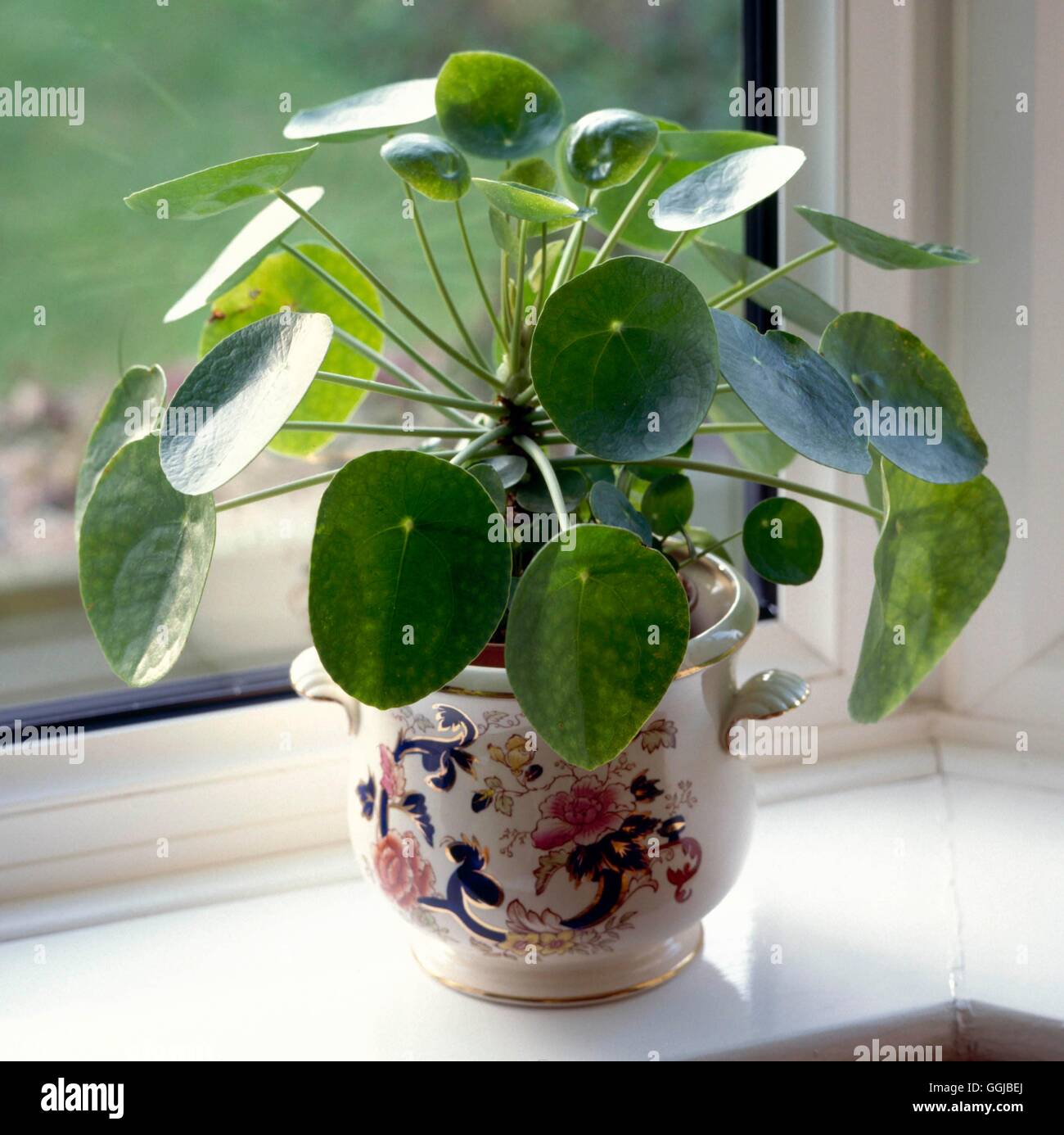 Pilea peperomioides HPS012453 Stock Photo - Alamy