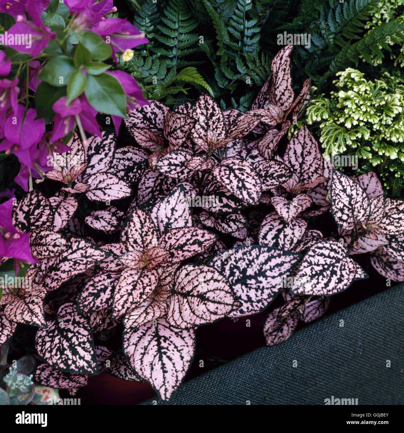 Hypoestes phyllostachya - `Splash' HPS013264 Stock Photo - Alamy