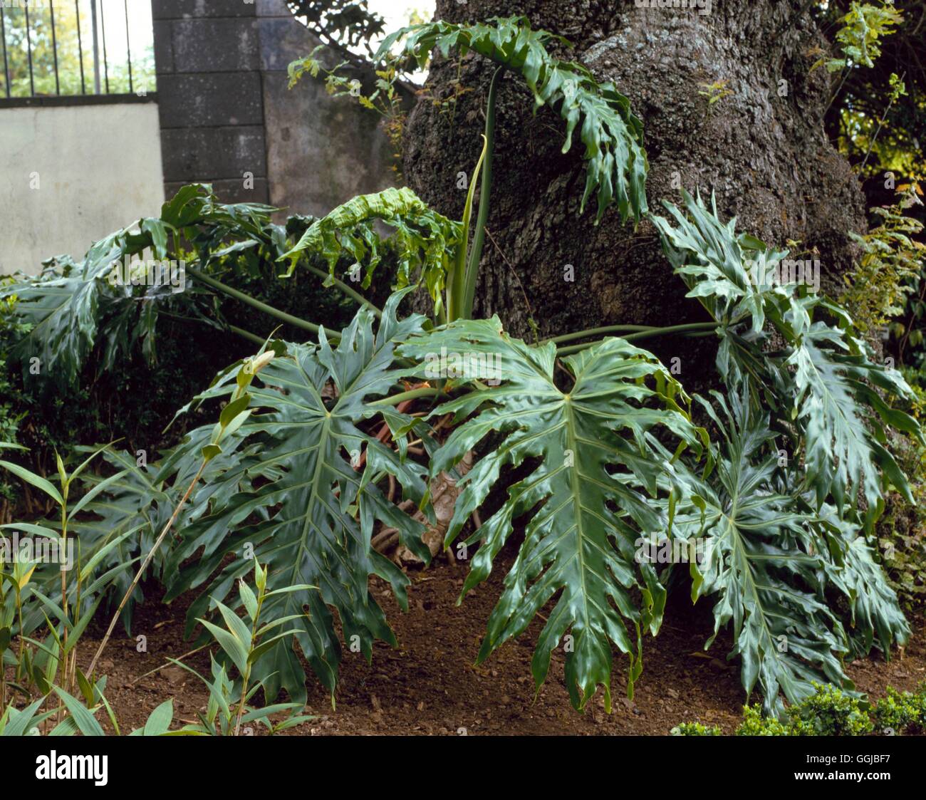 Philodendron bipinnatifidum - (Syn P. selloum) HPS014377 Stock Photo ...