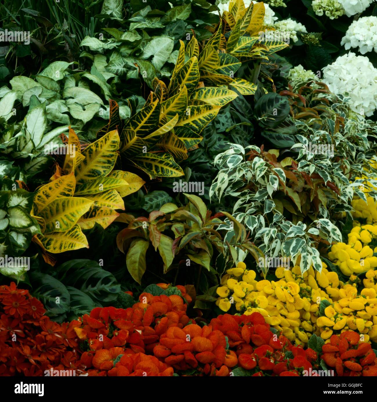 Houseplants - Mixed HPS016750 Stock Photo - Alamy