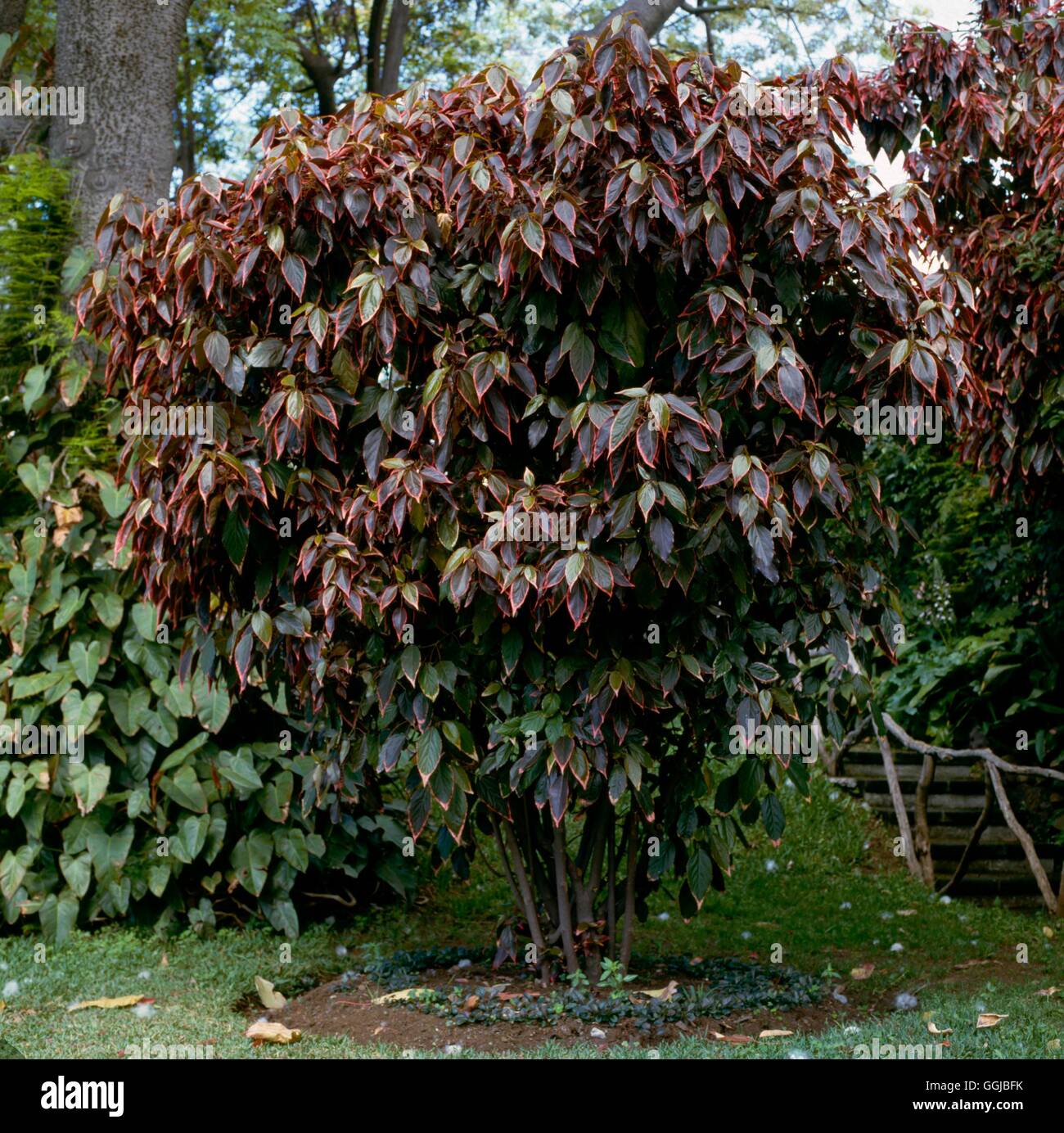 Acalypha wilkesiana - `Marginata' AGM HPS019181 Stock Photo - Alamy