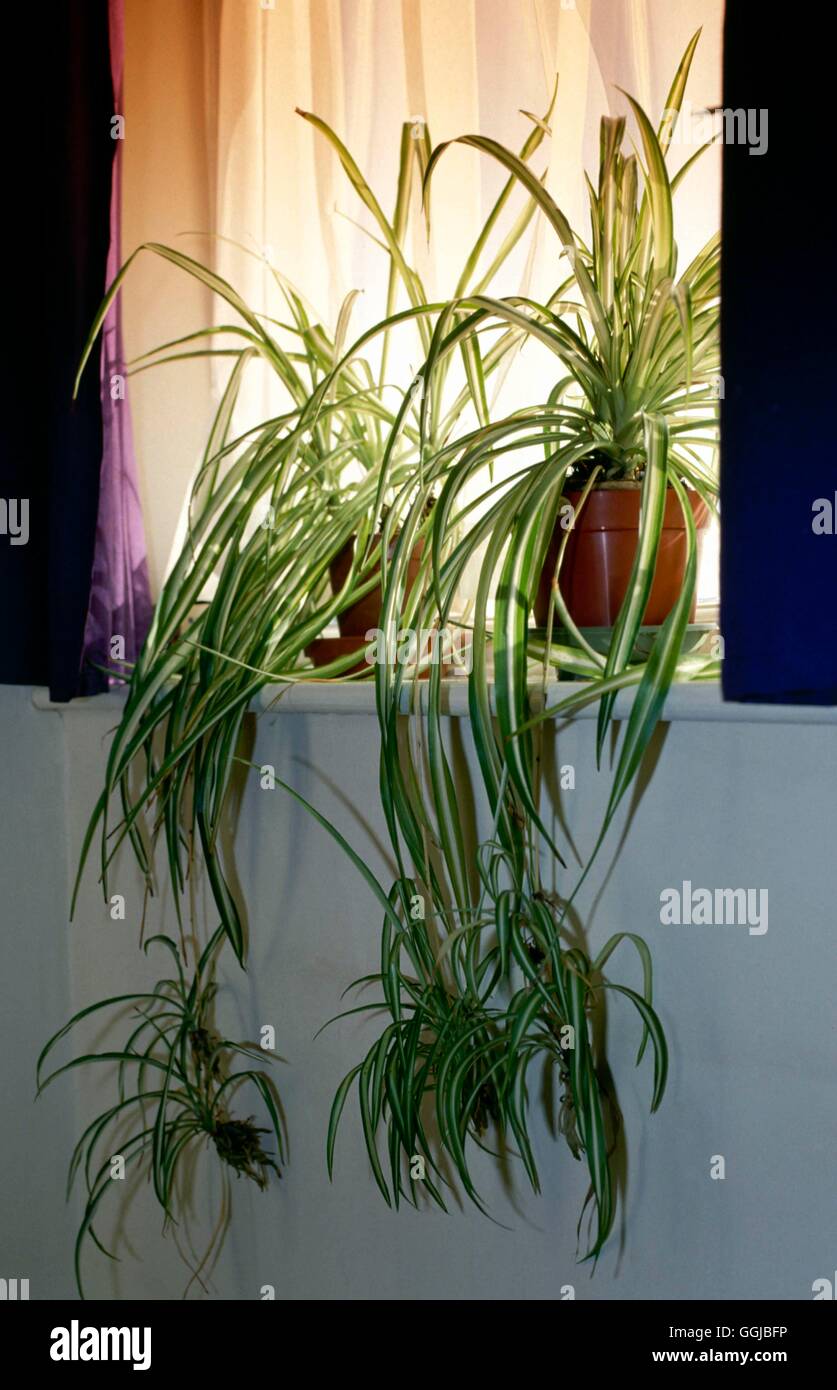 Chlorophytum comosum - Spider Plant HPS020758 Stock Photo - Alamy