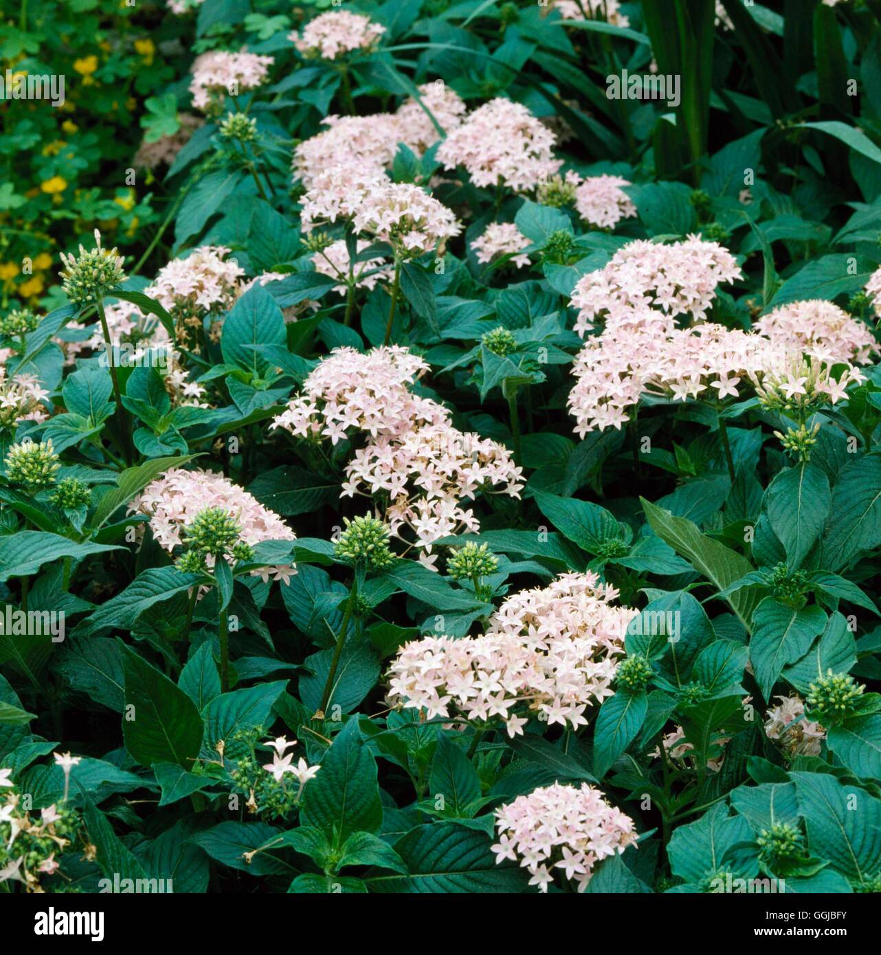 Pentas lanceolata - Egyptian Star Cluster HPS025457 Stock Photo - Alamy
