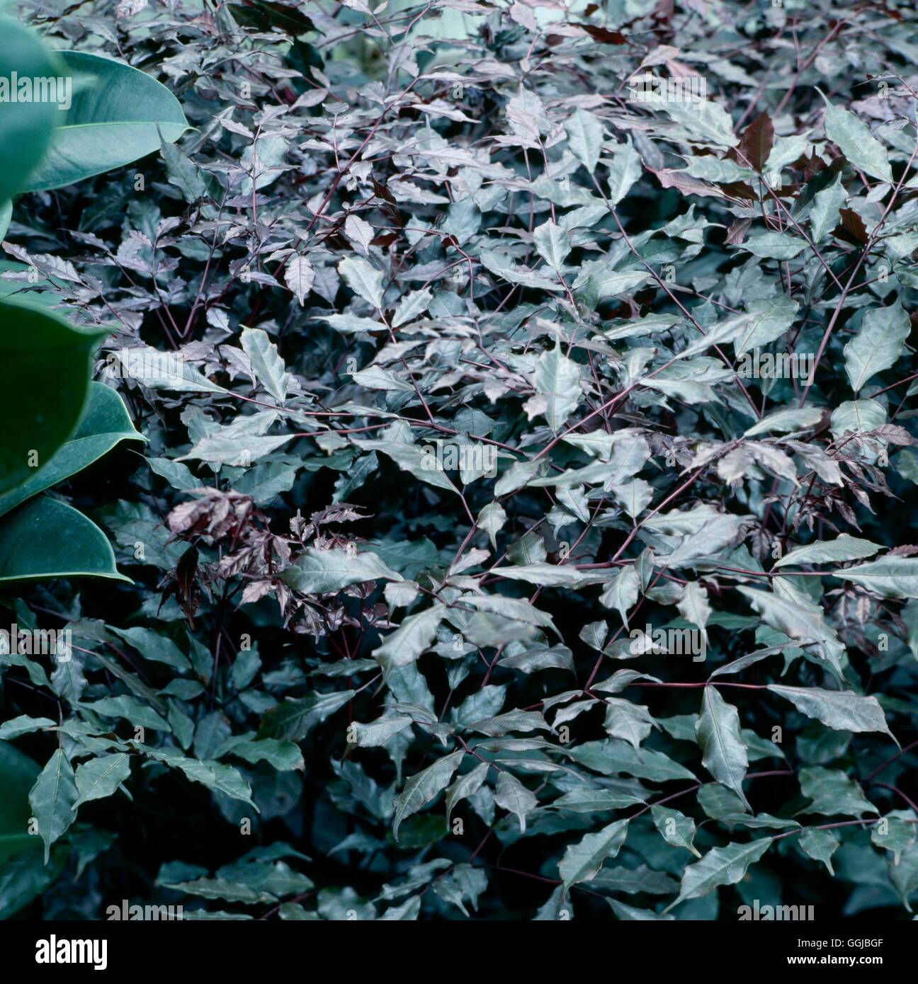 Leea hi-res stock photography and images - Alamy