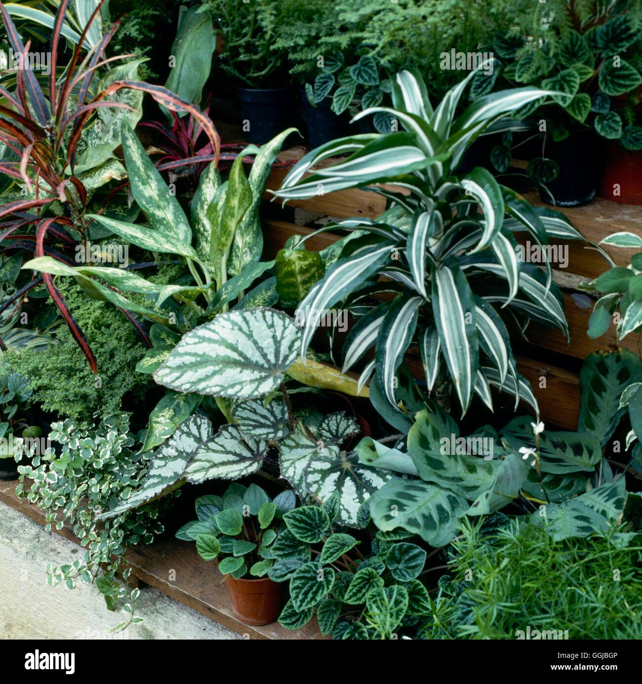 Houseplants - mixed HPS032152 Stock Photo - Alamy