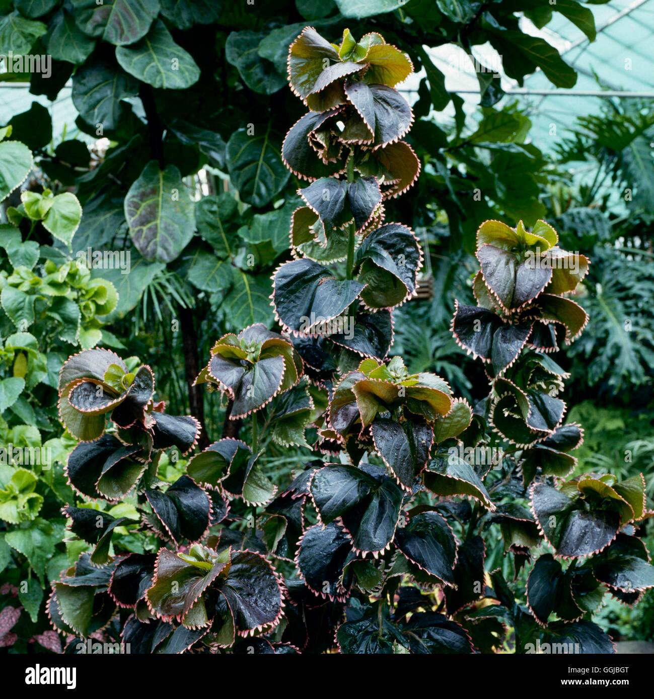 Acalypha wilkesiana - `Ceylon' HPS032154 Stock Photo - Alamy